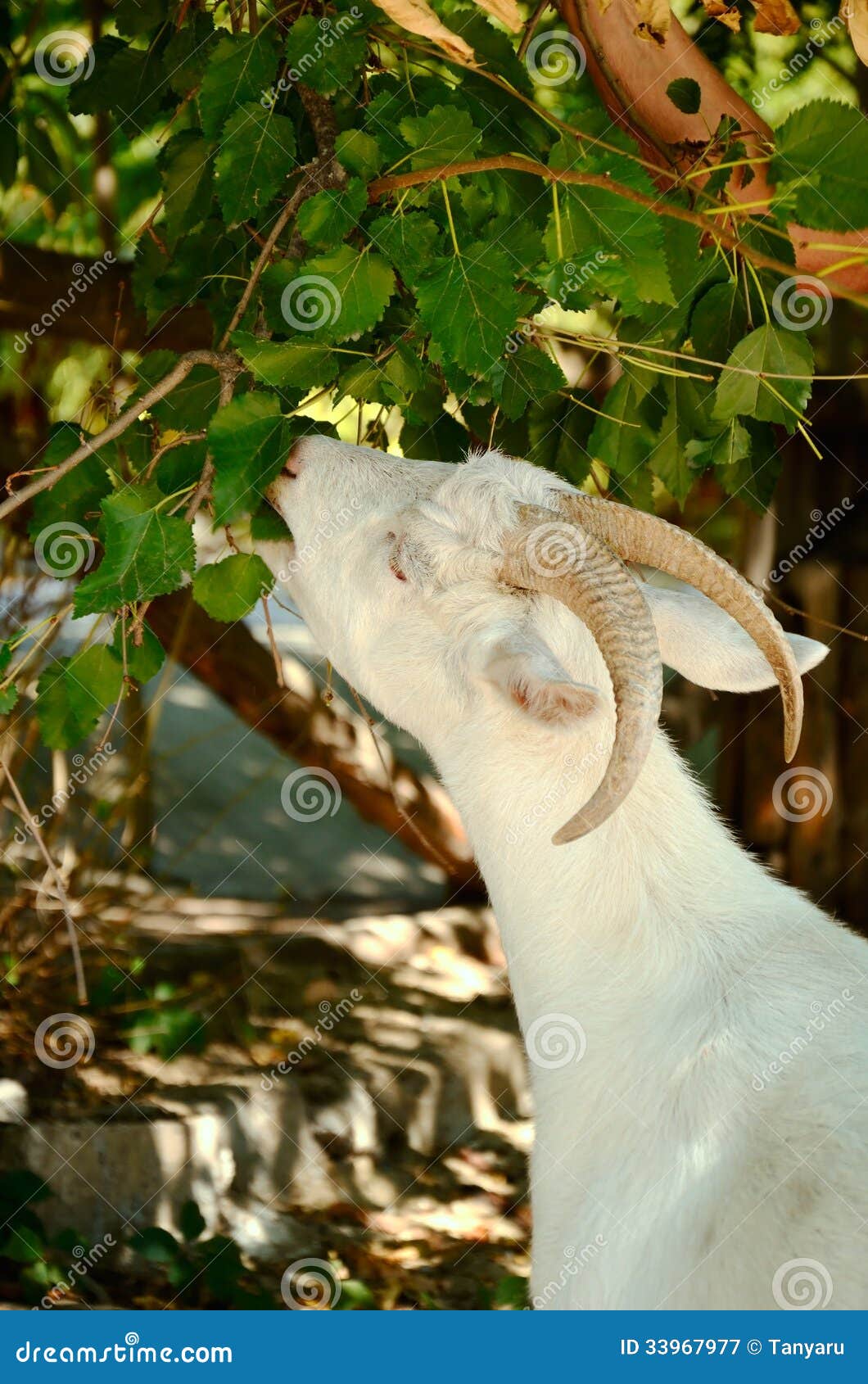 Witte Geit Die Bladeren Eten Stock Afbeelding - Image of gehoornd ...