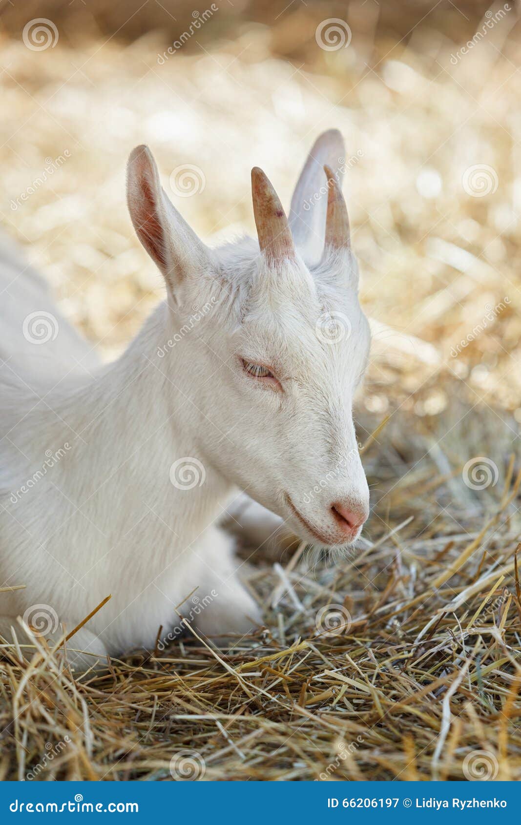 Witte Geit Die in Het Droge Gras Liggen Stock Afbeelding - Image of ...