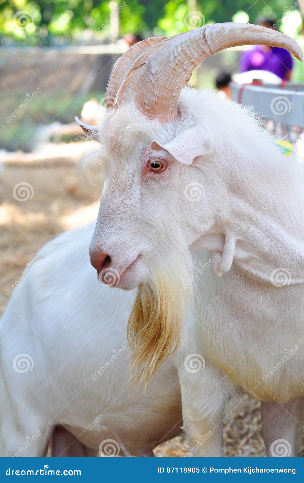 Witte Geit Met Grote Hoornen Stock Afbeelding - Image of zoogdier ...