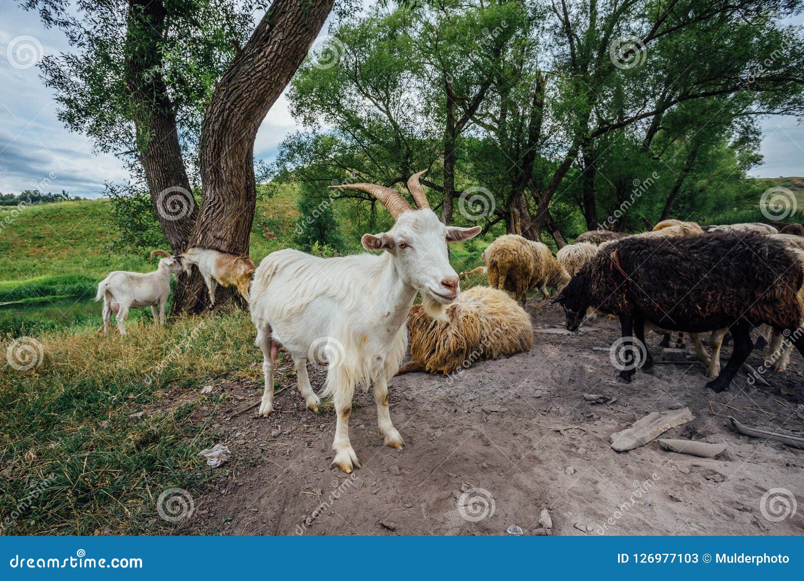 Witte Geit Onder Geiten En Schapen in Aard Stock Afbeelding - Image of ...
