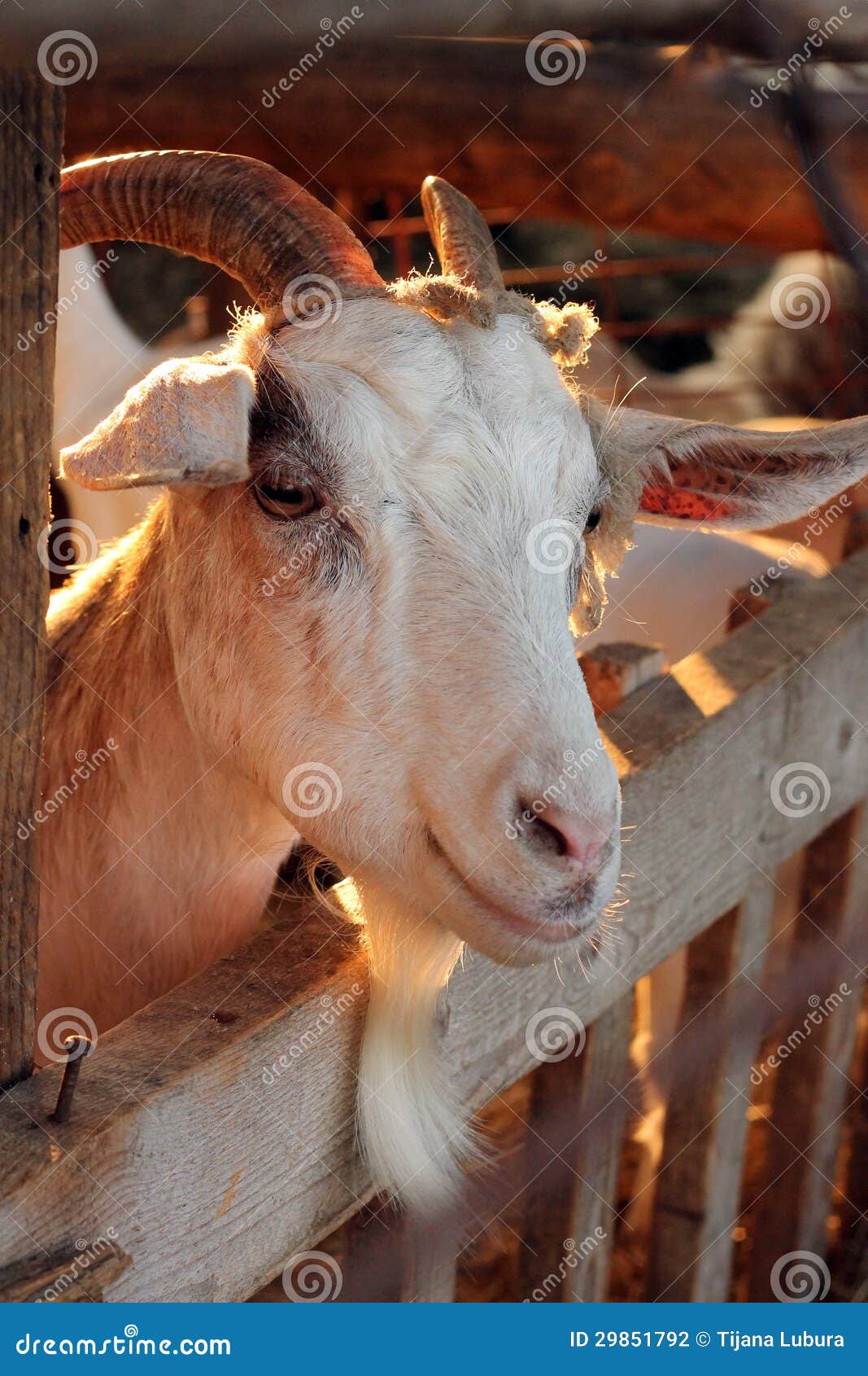 Witte geit stock foto. Image of weiland, melk, landelijk - 29851792