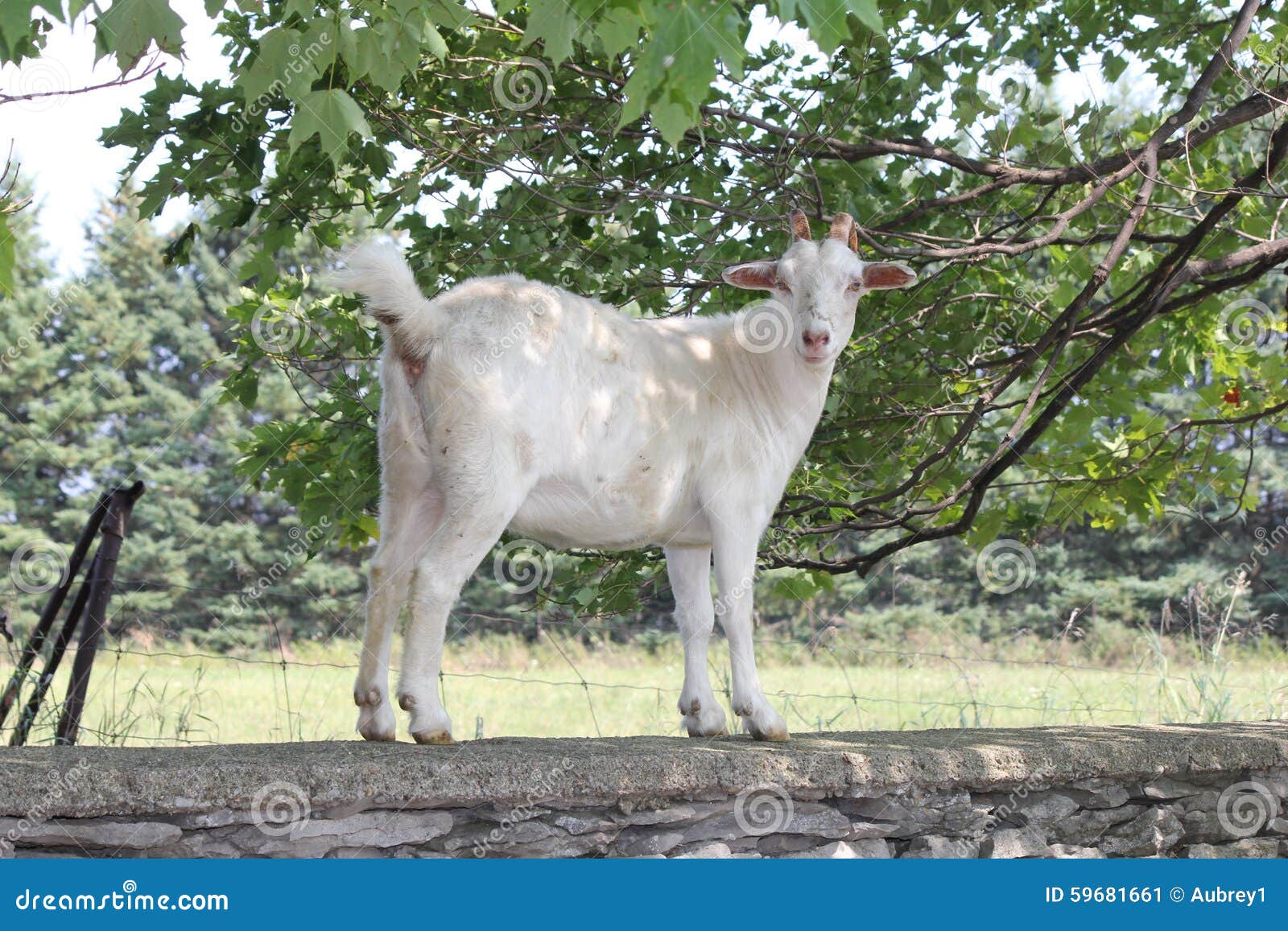 Witte geit op Steenmuur stock afbeelding. Image of harig - 59681661