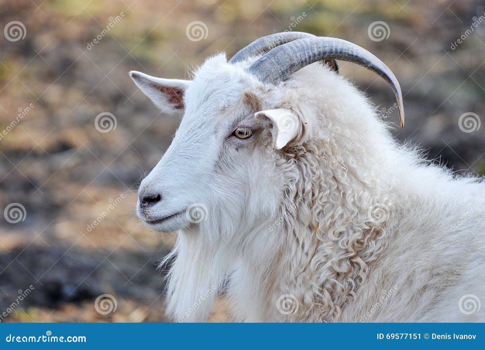 Witte Geit Op Vage Achtergrond Stock Afbeelding - Image of vaag ...