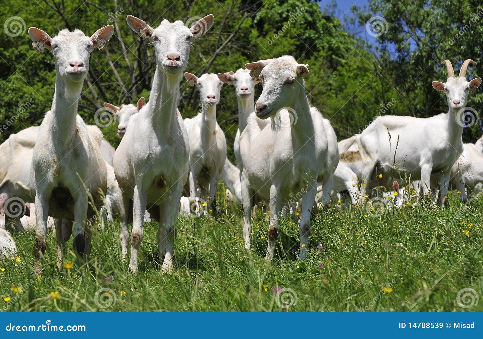 Witte Geiten stock afbeelding. Image of geel, weiland - 14708539