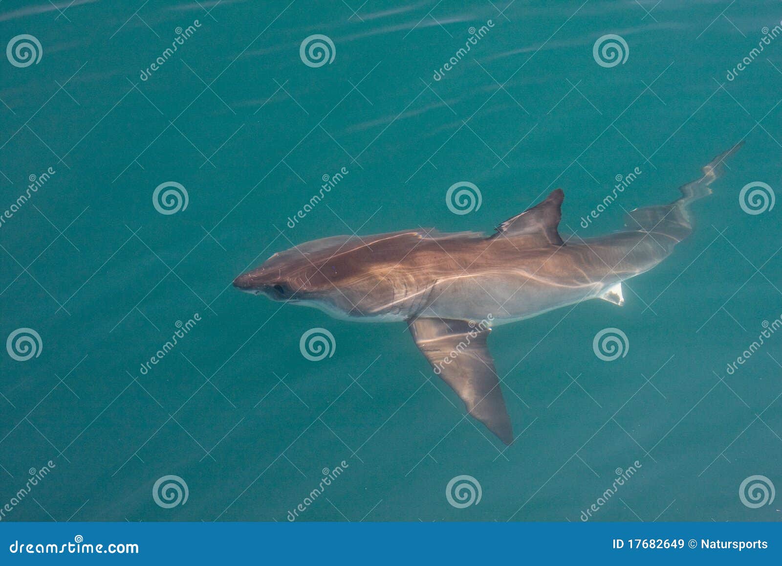 Witte haai stock afbeelding. Image of haaien, gevaarlijk - 17682649