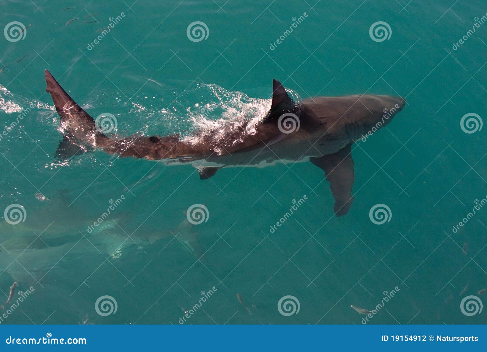 Witte haai stock foto. Image of haai, vakantie, duik - 19154912