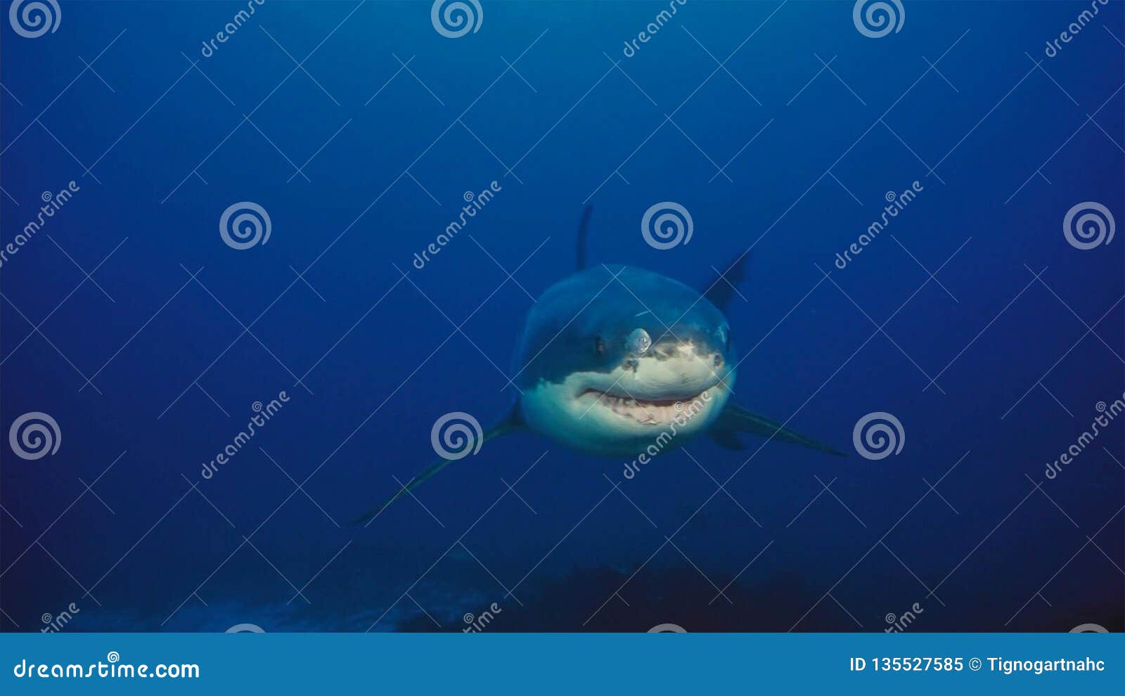 Witte Haai/Grote Witte Haai in Het Diepe Blauwe Water Stock Afbeelding ...