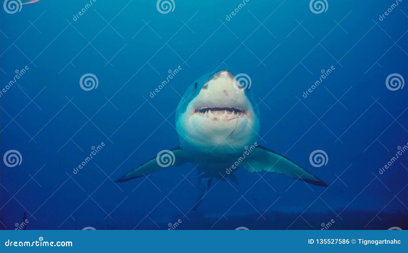 Witte Haai/Grote Witte Haai in Het Diepe Blauwe Water Stock Foto ...