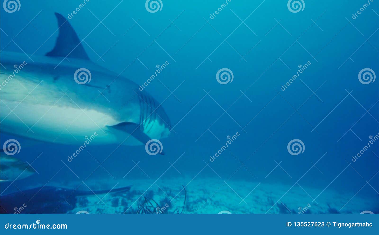 Witte Haai/Grote Witte Haai in Het Diepe Blauwe Water Stock Afbeelding ...