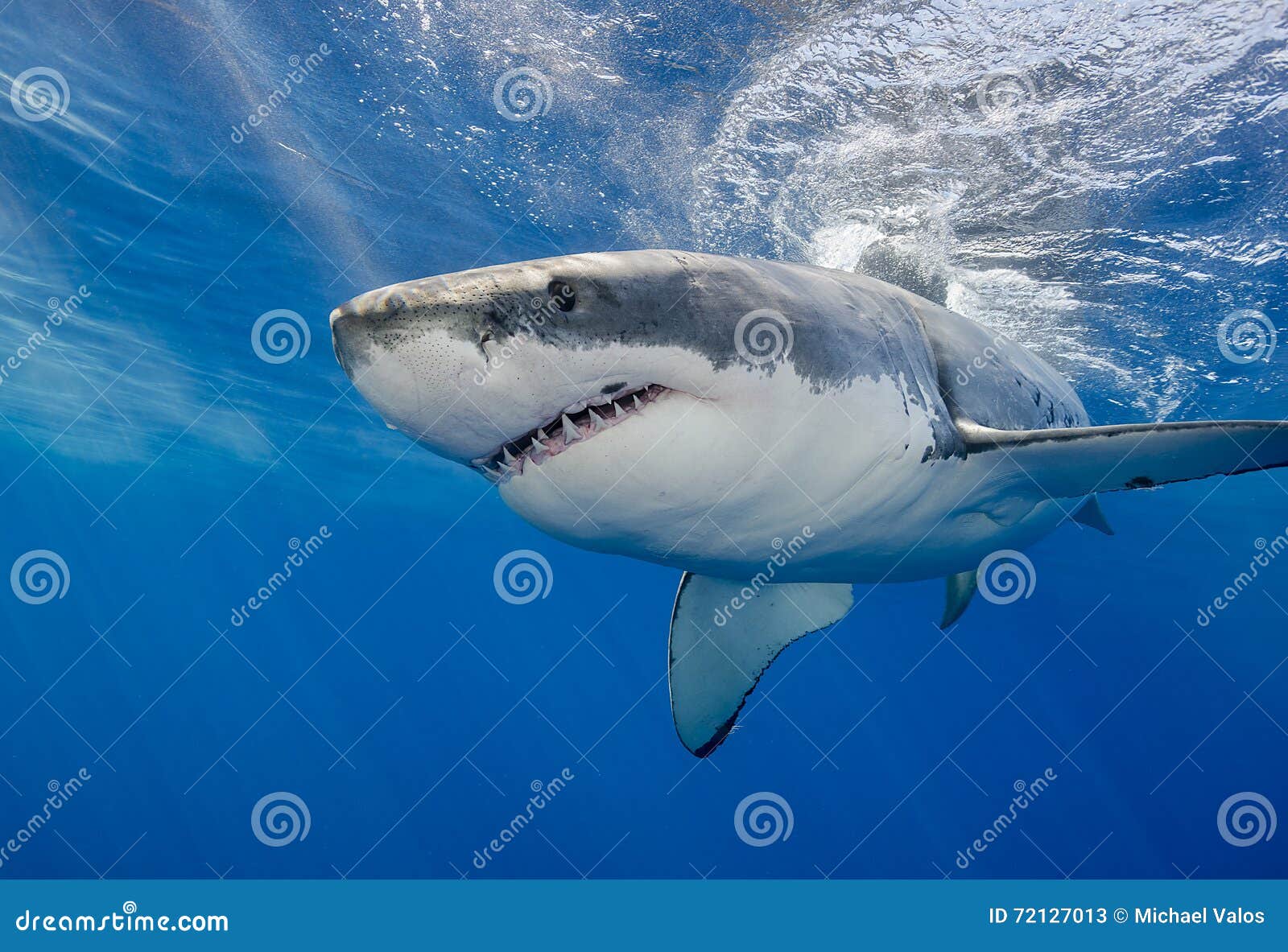 Witte haai onderwater stock afbeelding. Image of mening - 72127013