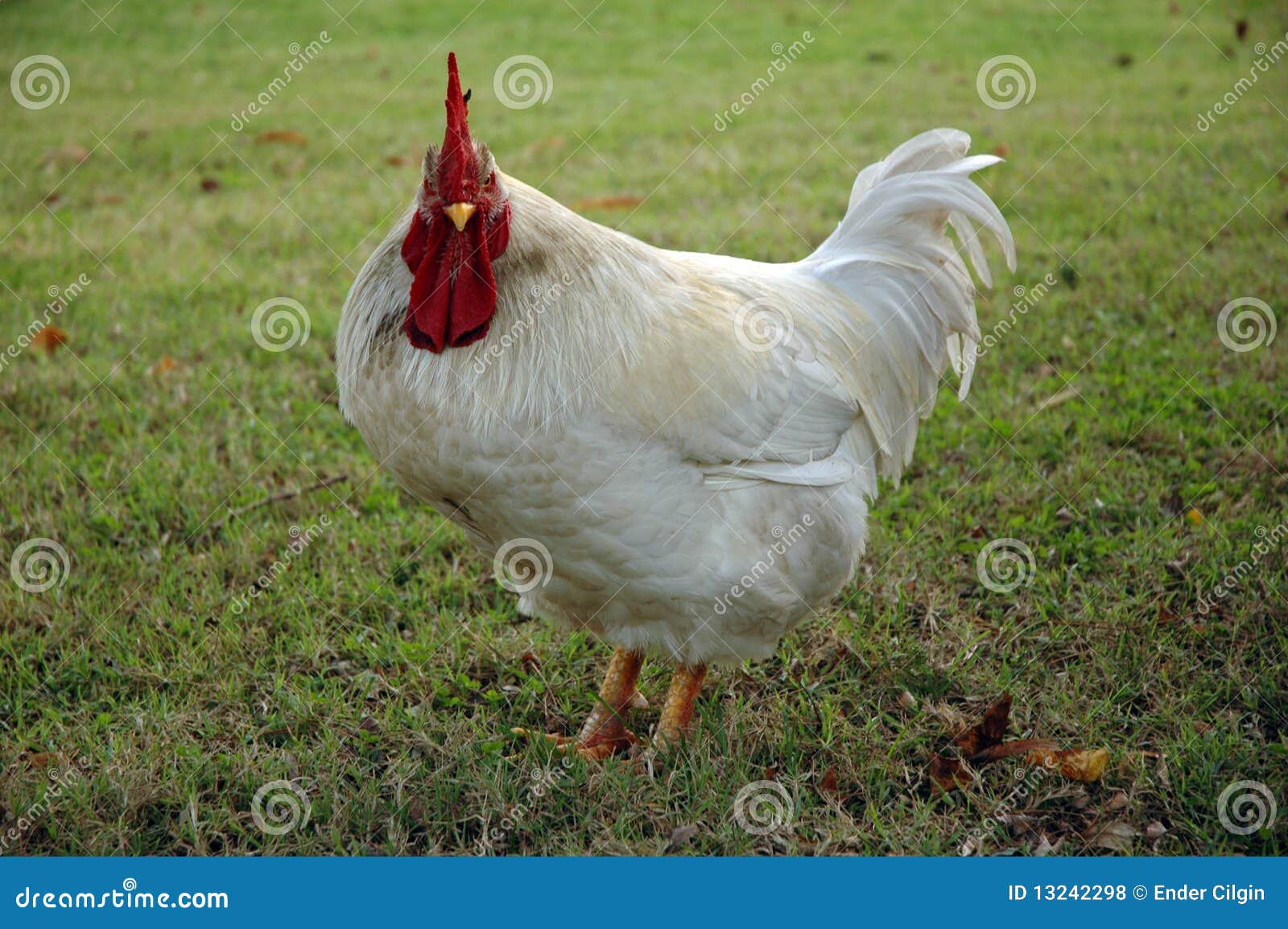 Witte haan stock foto. Image of kapoen, landbouwbedrijf - 13242298