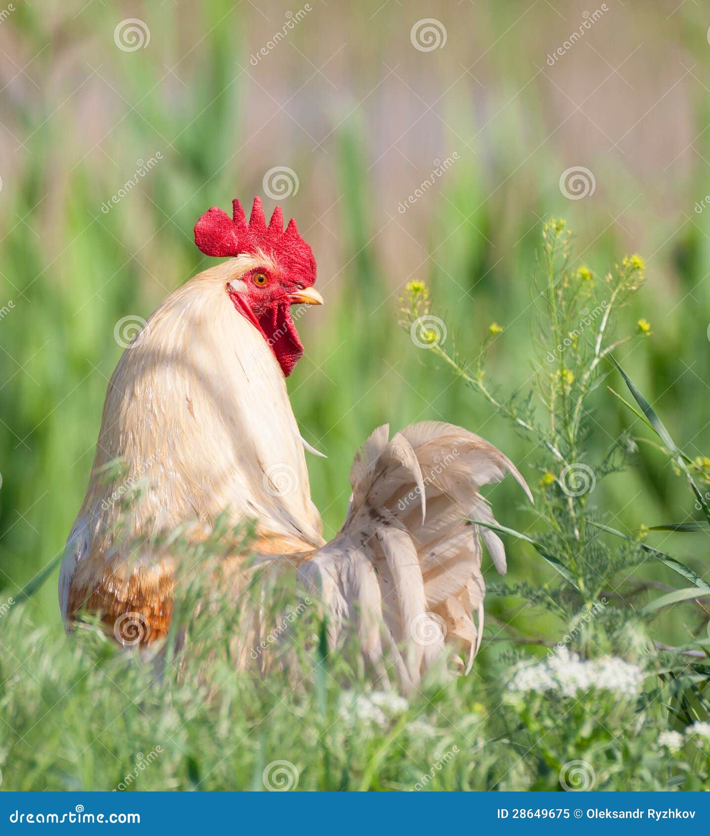 Witte haan stock afbeelding. Image of nave, lepel, zingt - 28649675