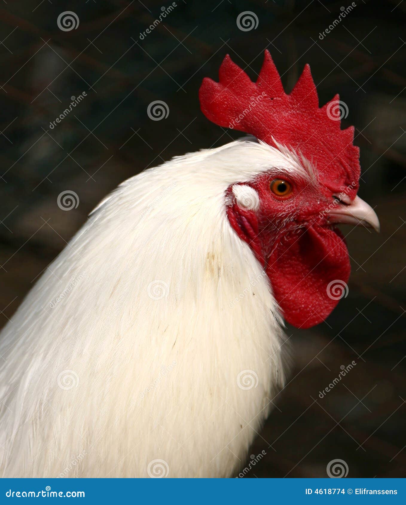 Witte Haan stock foto. Image of leghorn, vogels, hoofd - 4618774