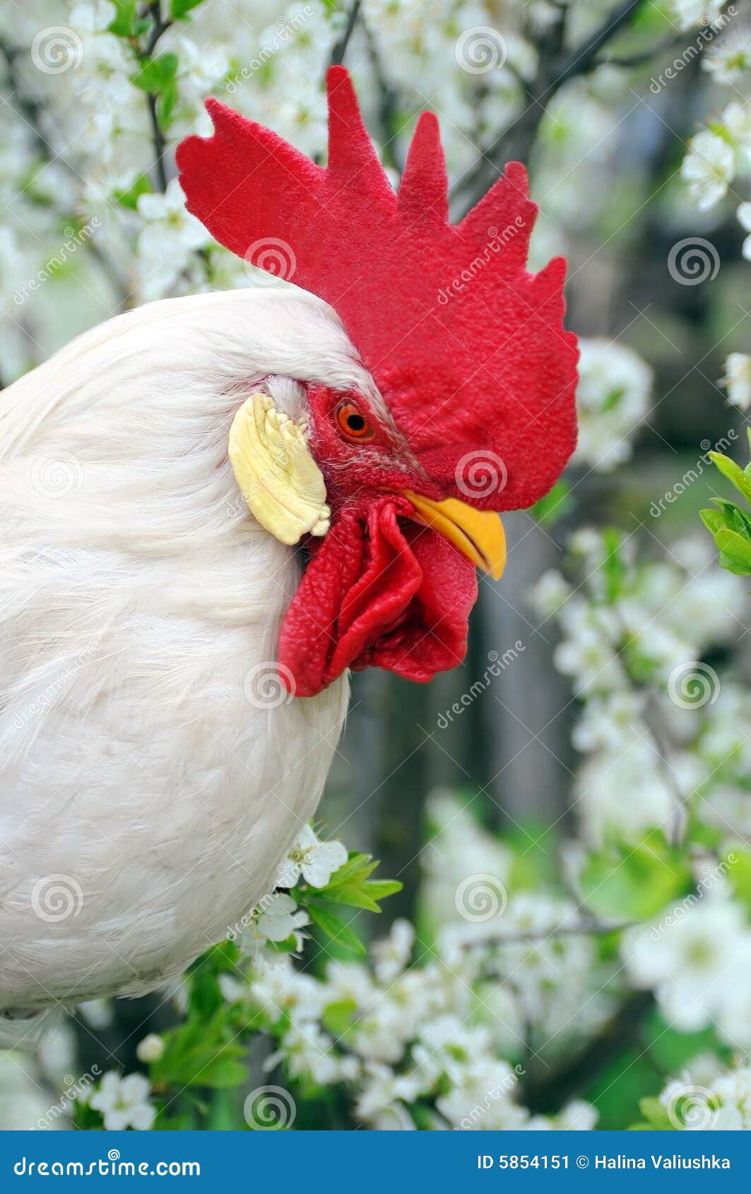Witte haan stock afbeelding. Image of rood, mannetje, kleurrijk - 5854151