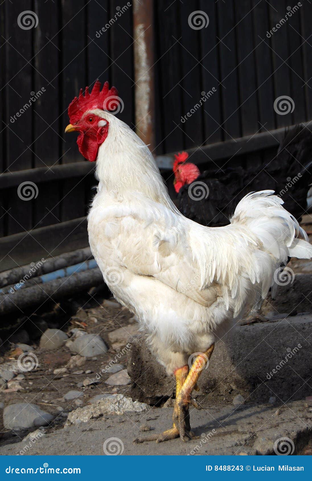 Witte haan stock afbeelding. Image of haan, mannetje, ecologisch - 8488243