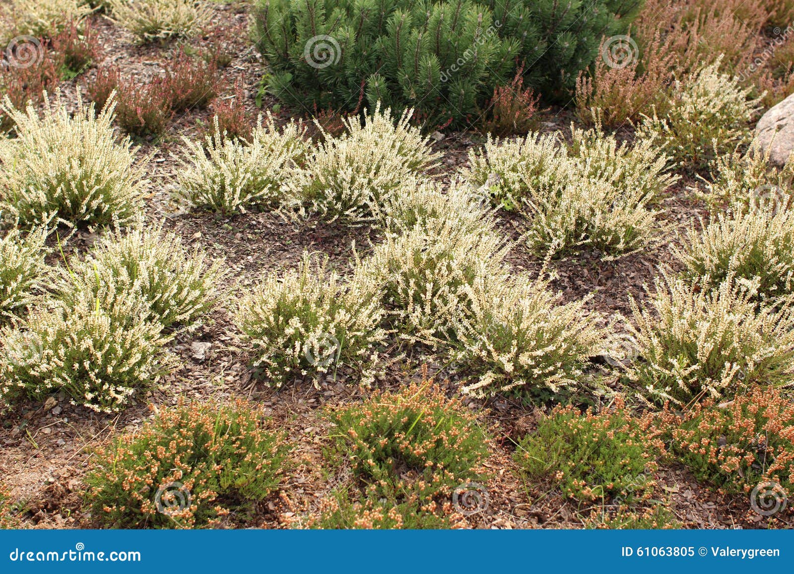 Witte Heide (vulgaris Calluna) in De Tuin Stock Afbeelding - Image of ...