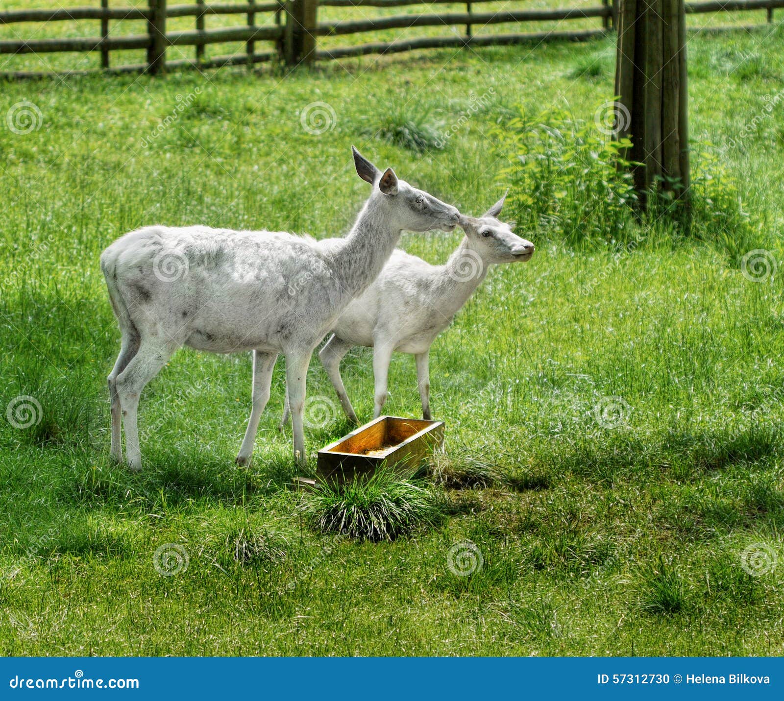 Witte Herten, Albino Animals Stock Foto - Image of gras, jacht: 57312730