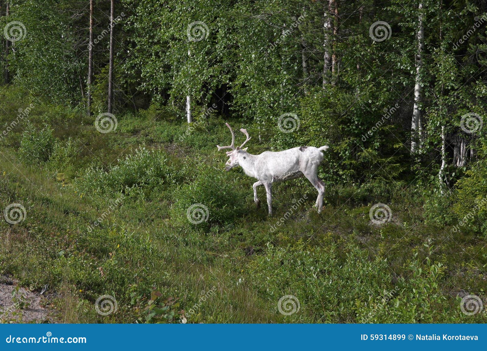 Witte Herten Dichtbij Het Bos Stock Afbeelding - Image of albino ...