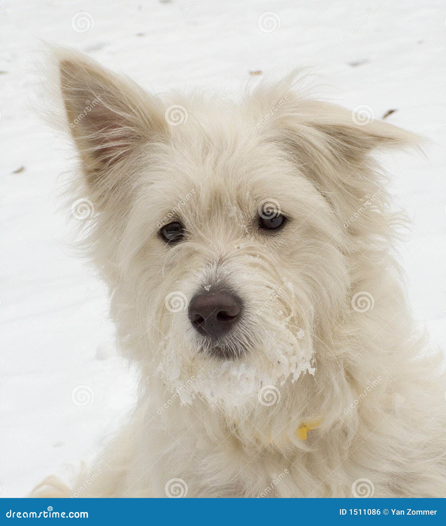 Witte hond stock foto. Image of sneeuw, weinig, haven - 1511086