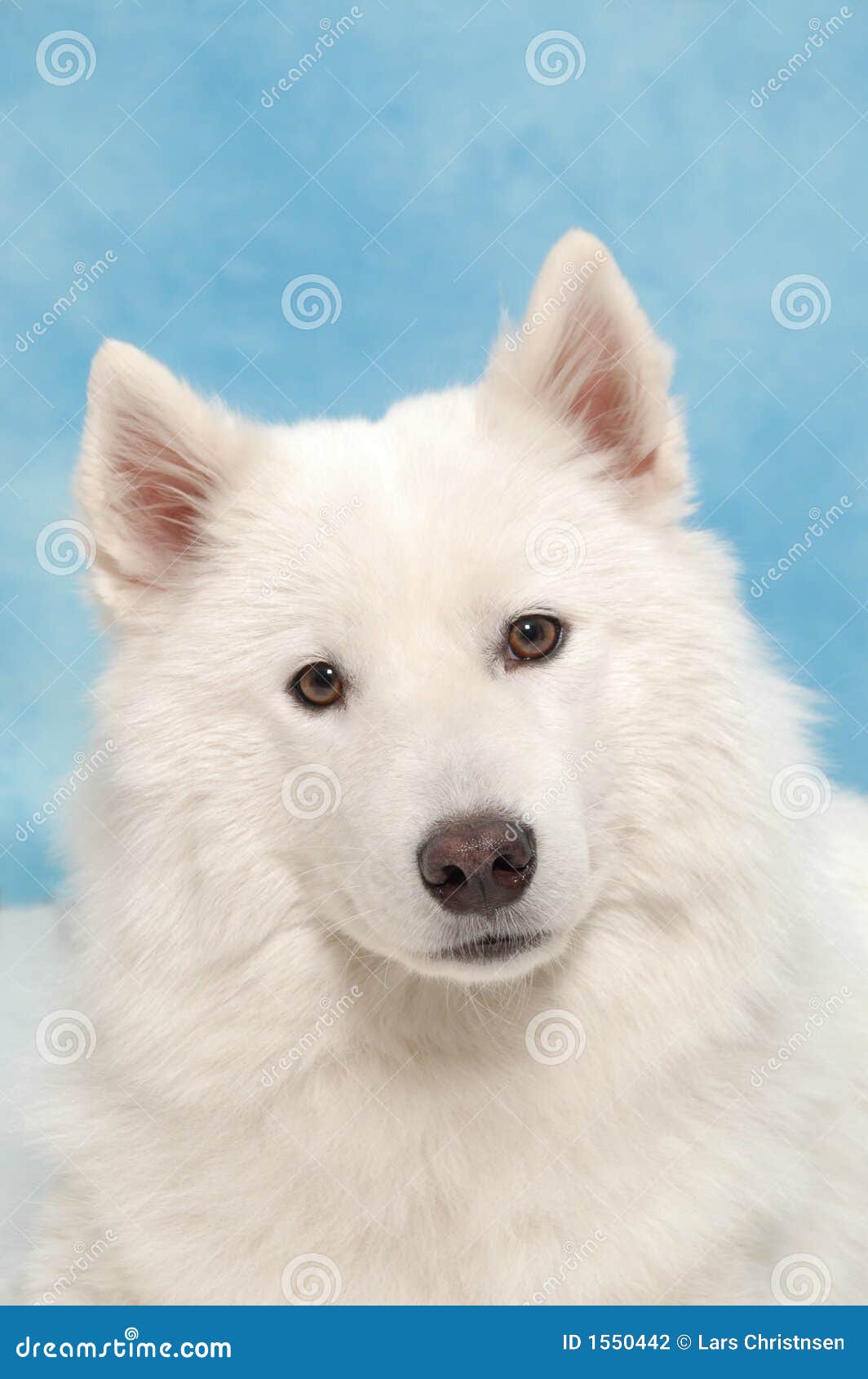 Witte hond stock foto. Image of vriendschappelijk, binnenlands - 1550442