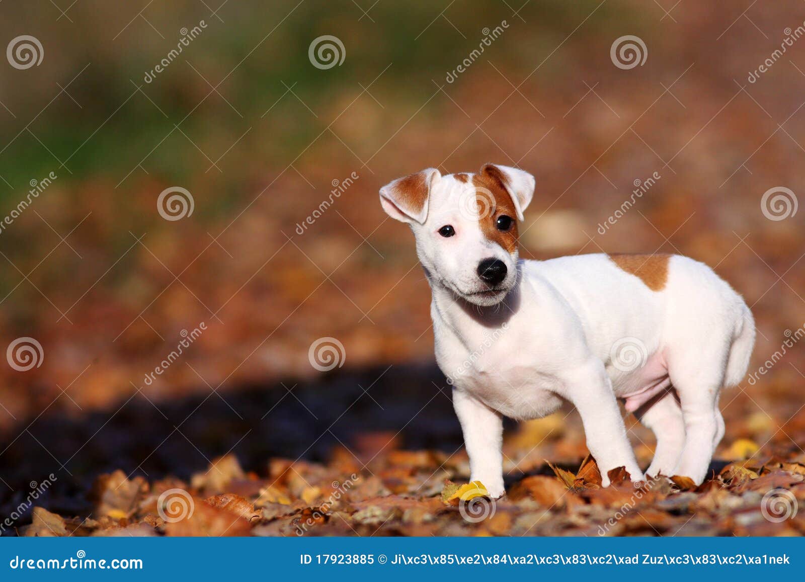 Witte hond stock afbeelding. Image of leuk, brutaal, huisdier - 17923885