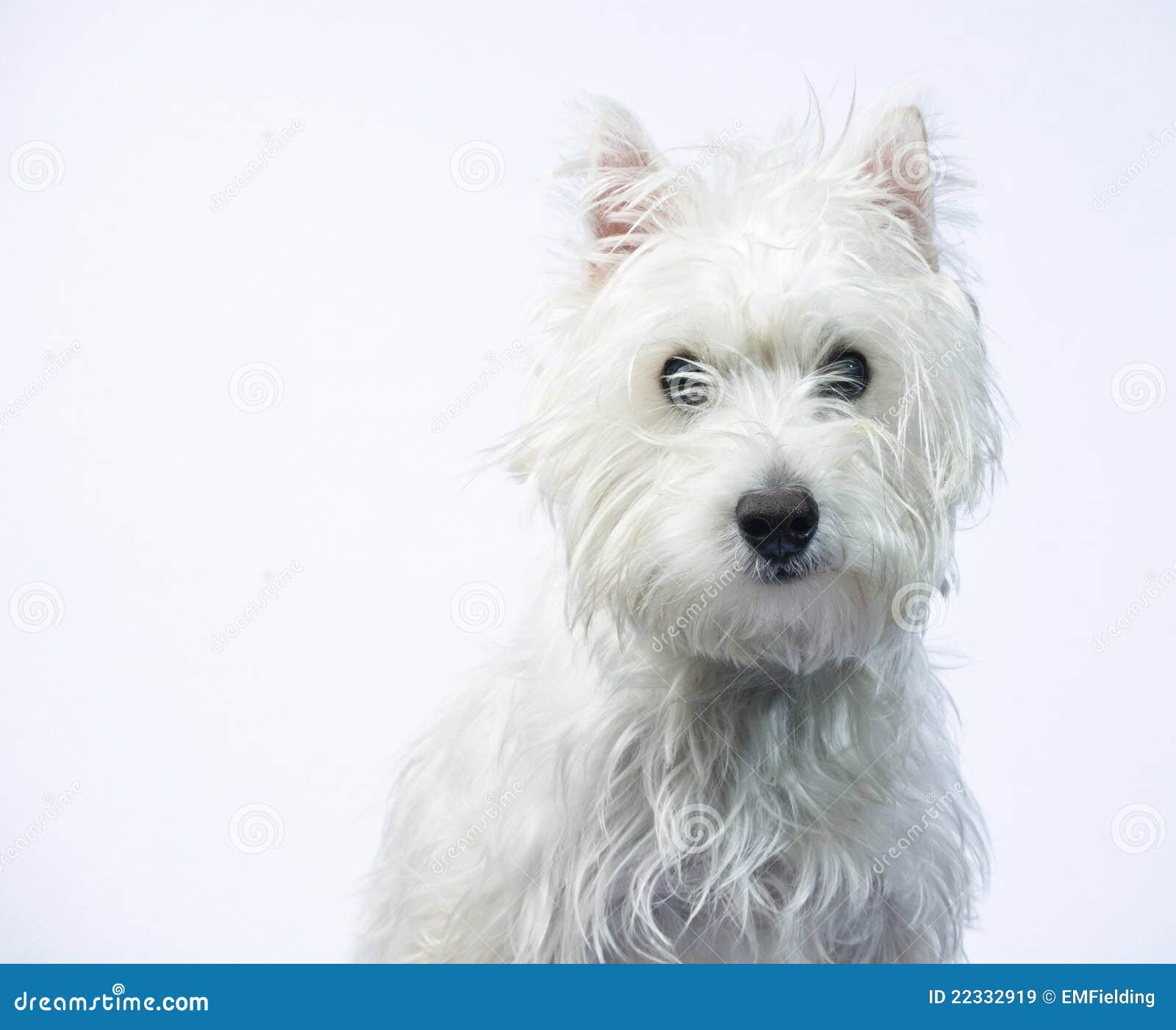 Witte Hond stock afbeelding. Image of fokkerij, ogen - 22332919