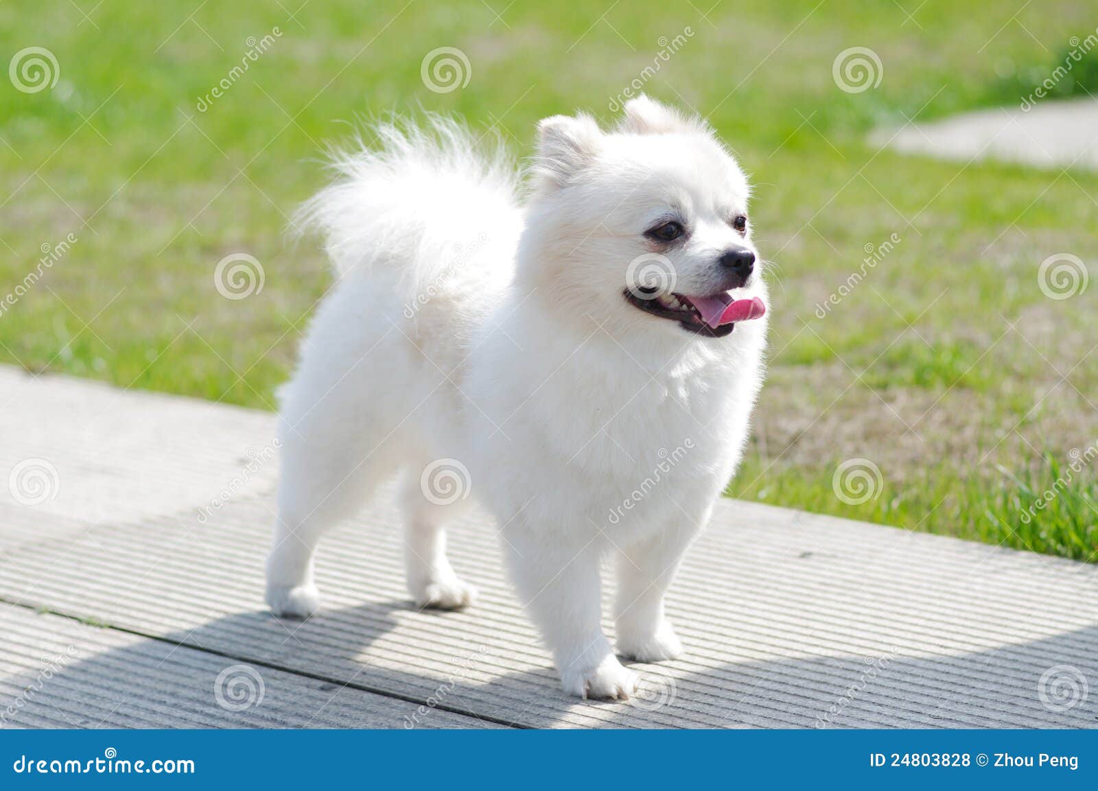 Witte hond stock foto. Image of gemengd, gekweekt, herder - 24803828