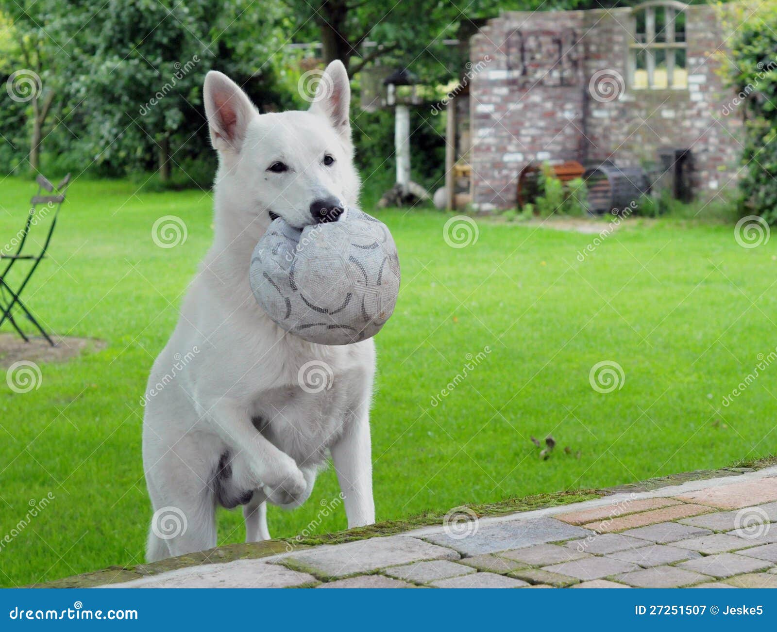 Witte hond stock afbeelding. Image of schaar, ogen, huisdier - 27251507