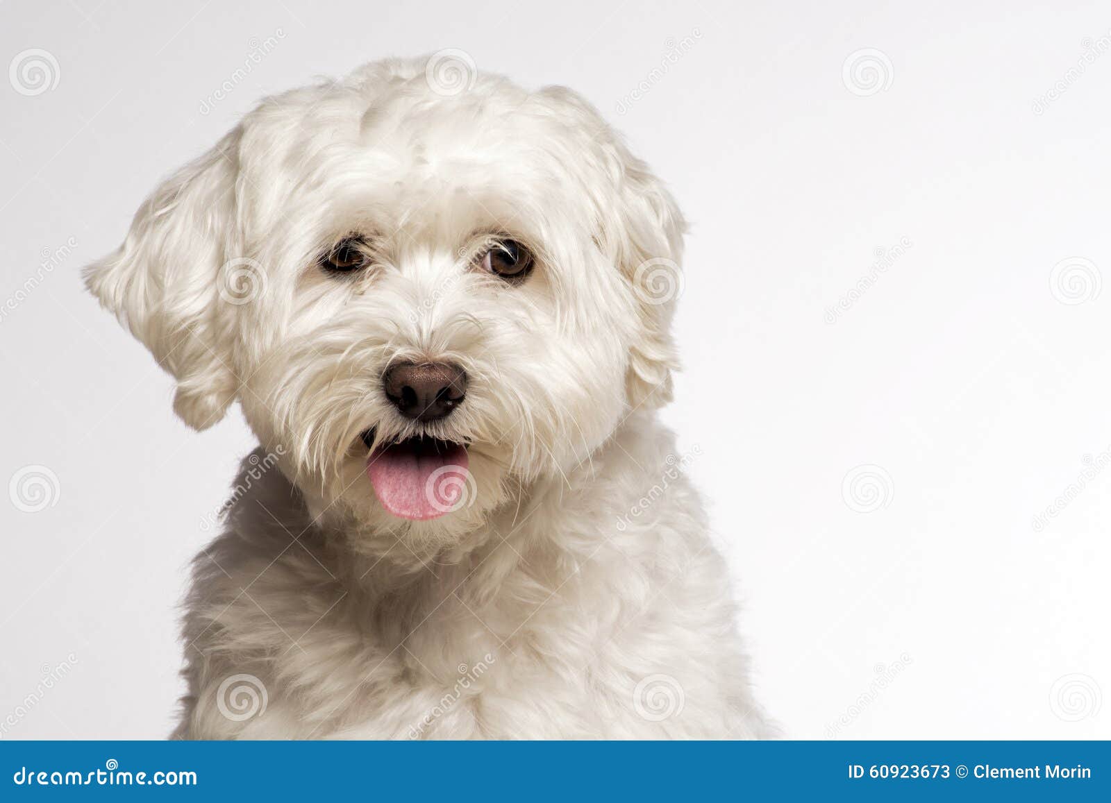 Witte hond stock afbeelding. Image of leuk, hond, dier - 60923673