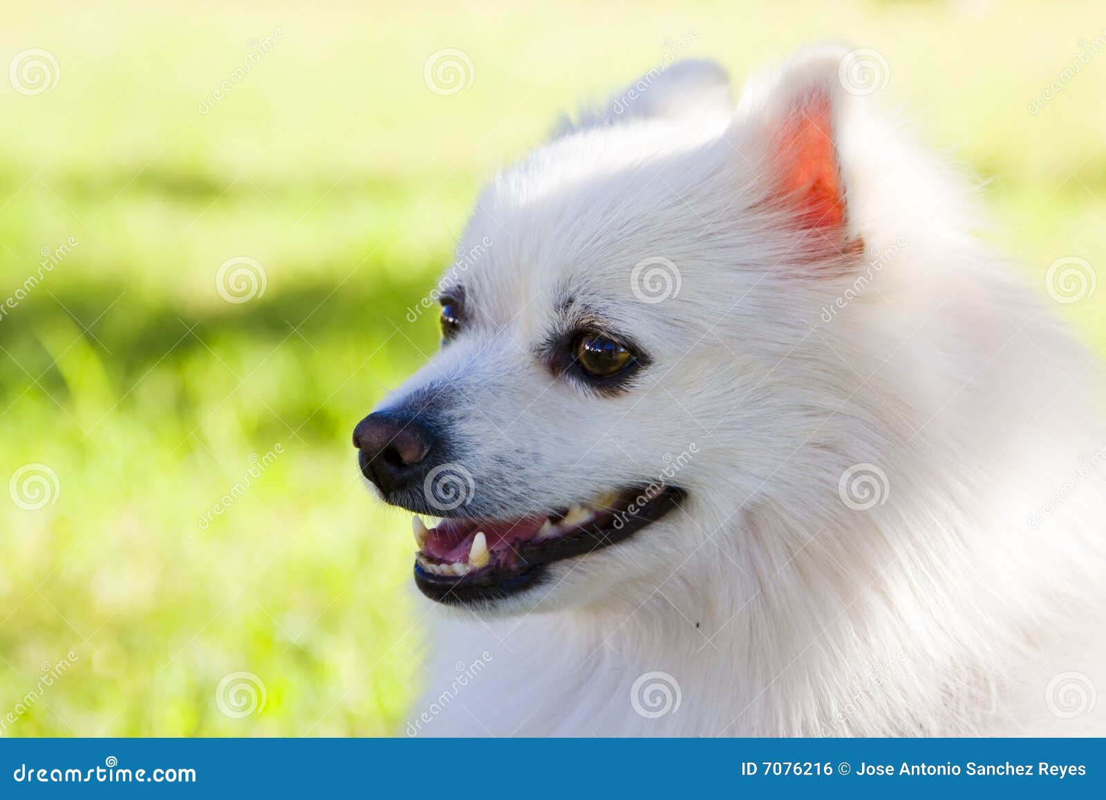 Witte hond stock foto. Image of aanbiddelijk, gras, groen - 7076216