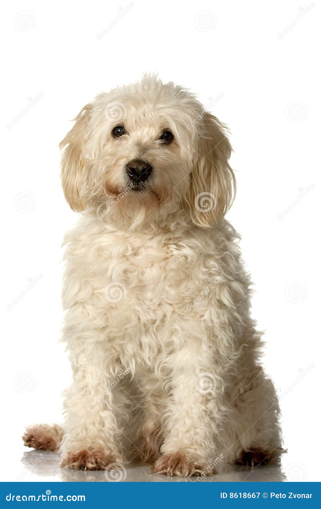 Witte hond stock afbeelding. Image of leven, herdershond - 8618667