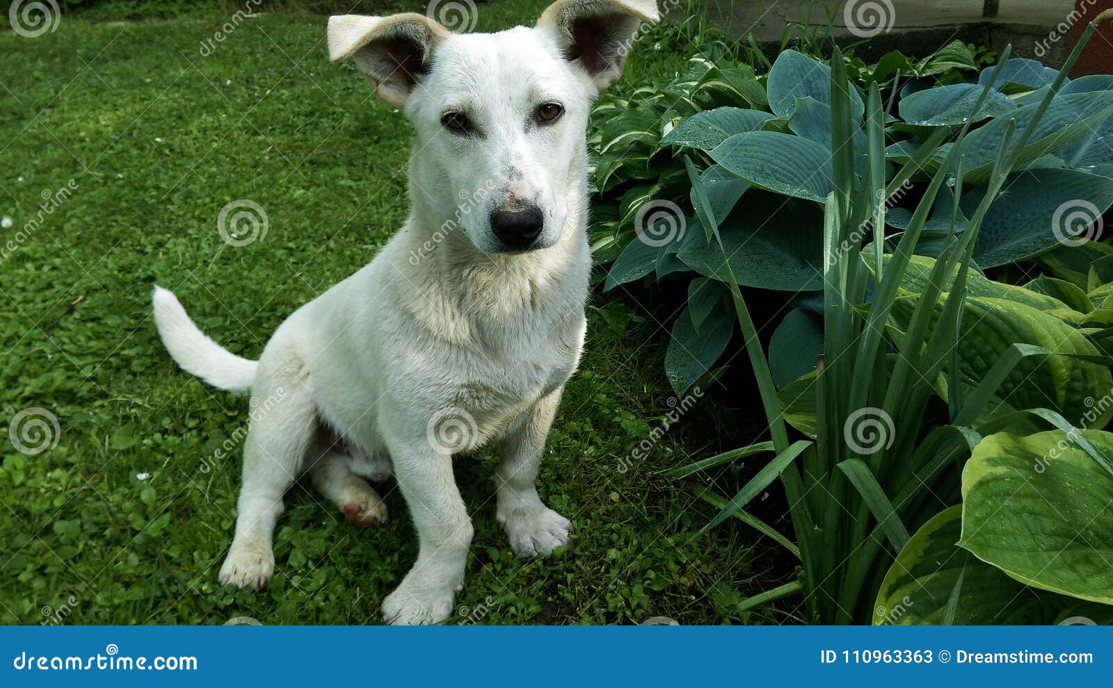 Witte hond in de tuin stock afbeelding. Image of status - 110963363
