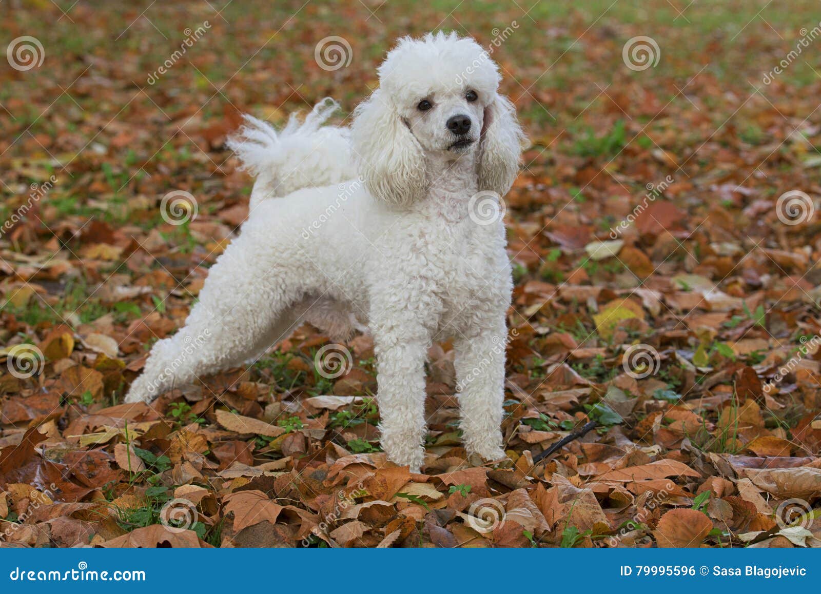 Witte Hond in het park stock foto. Image of leuk, najaar - 79995596