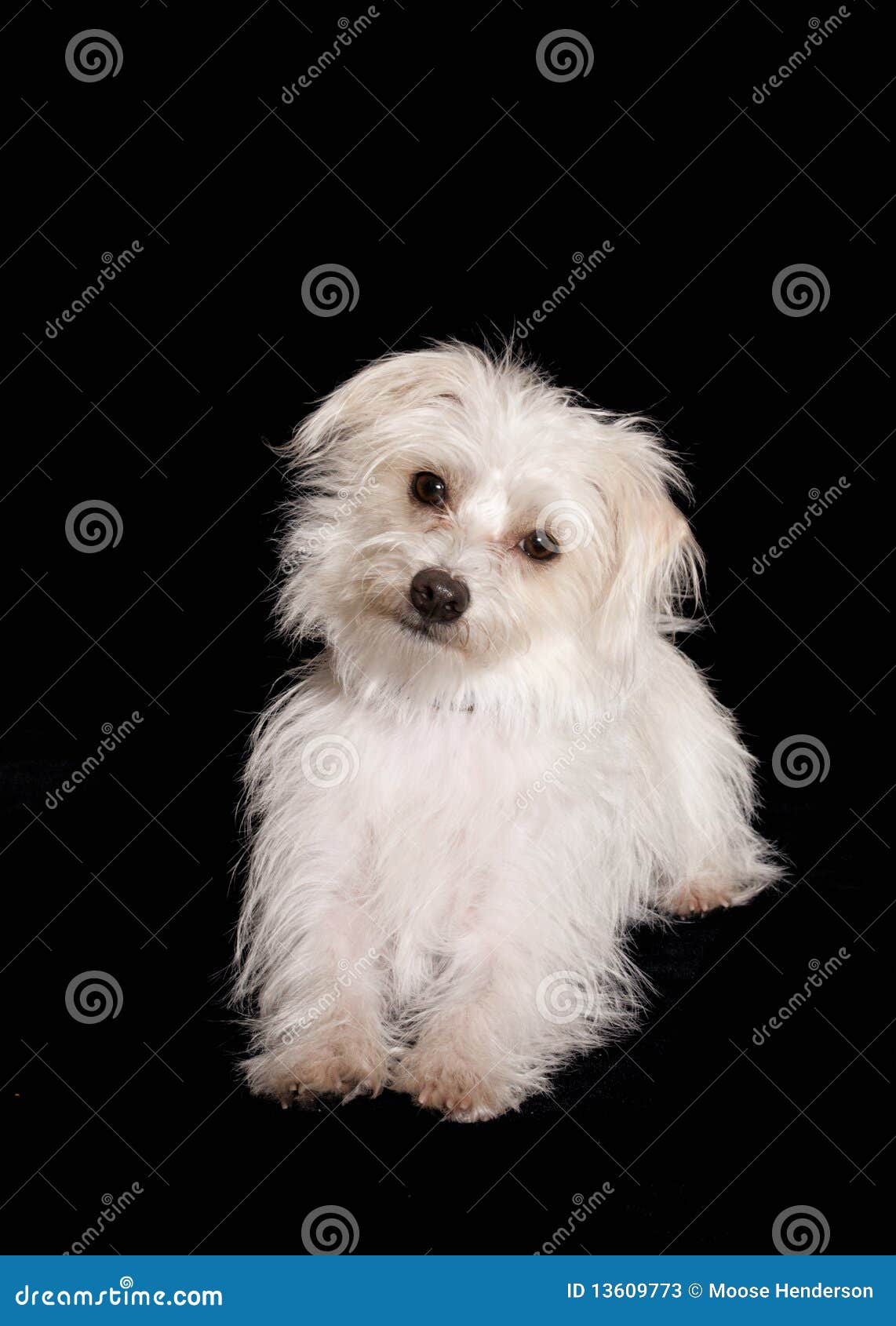Witte Hond Met Zwarte Achtergrond Stock Afbeelding - Image of zoölogie ...