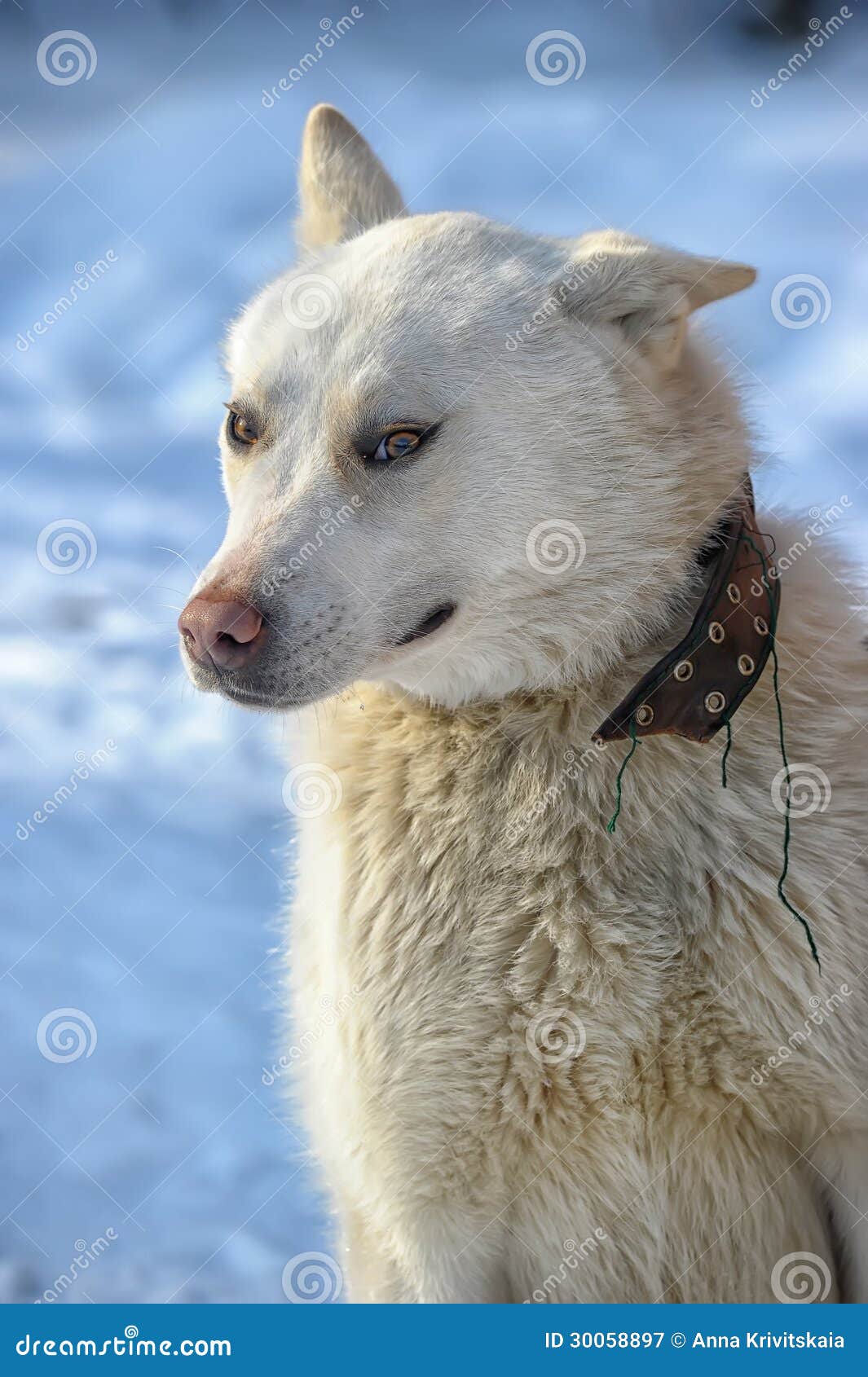 Witte hond op de sneeuw stock afbeelding. Image of labrador - 30058897