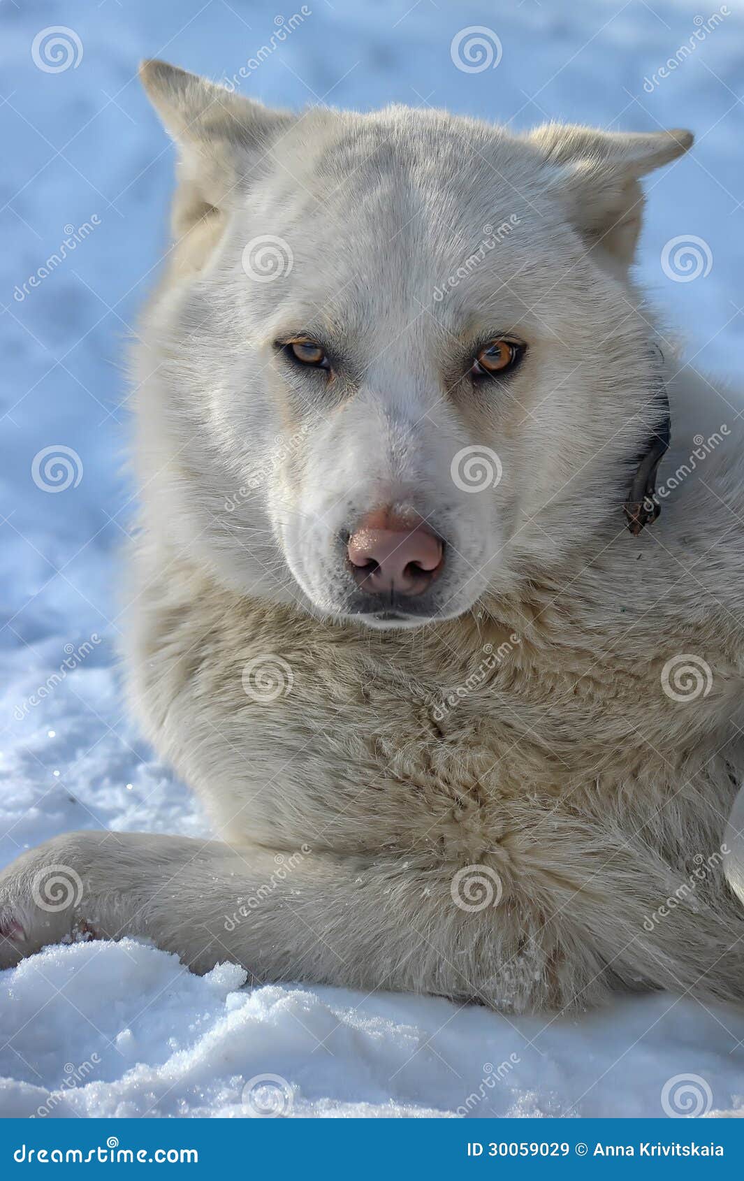 Witte hond op de sneeuw stock afbeelding. Image of portret - 30059029