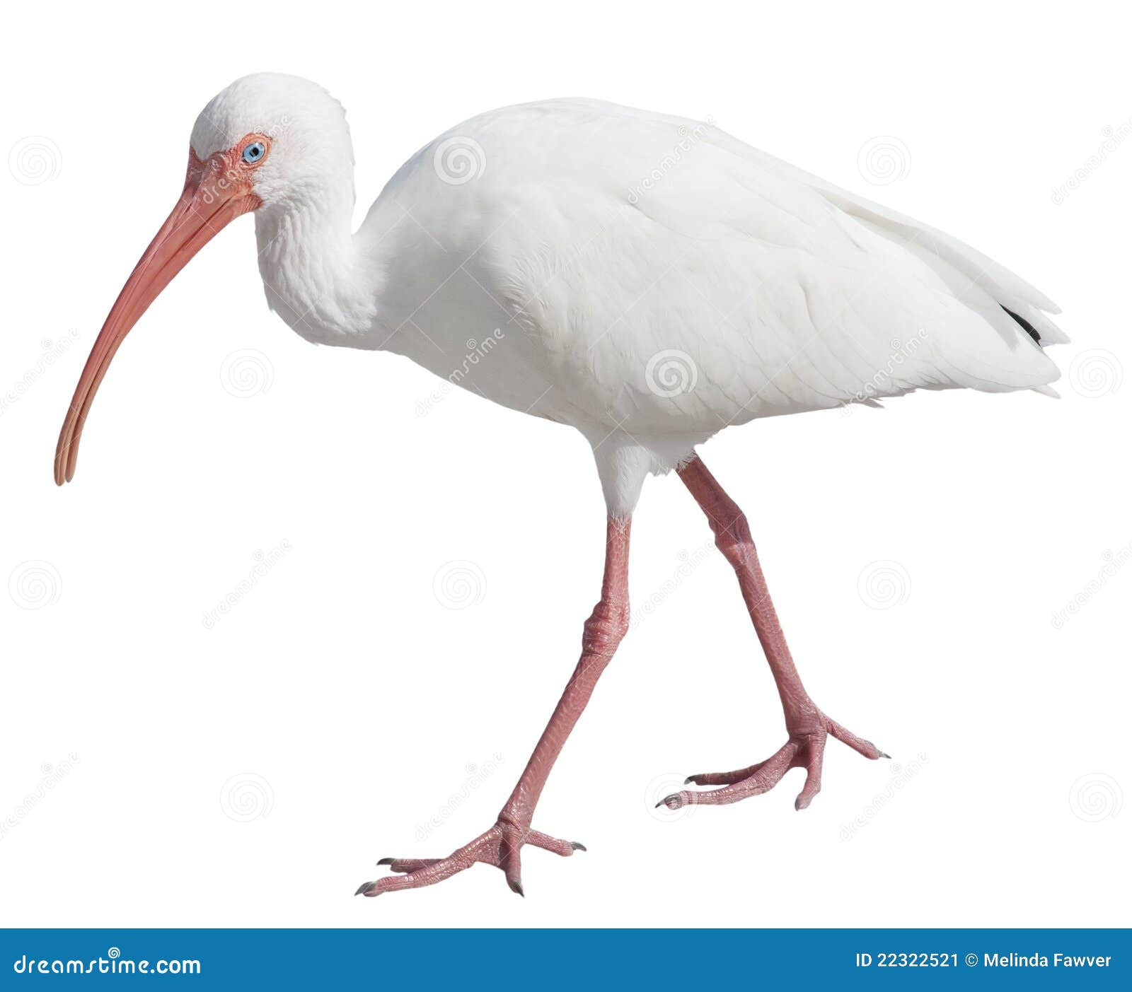 Witte Ibis stock afbeelding. Image of blauw, benen, profiel - 22322521