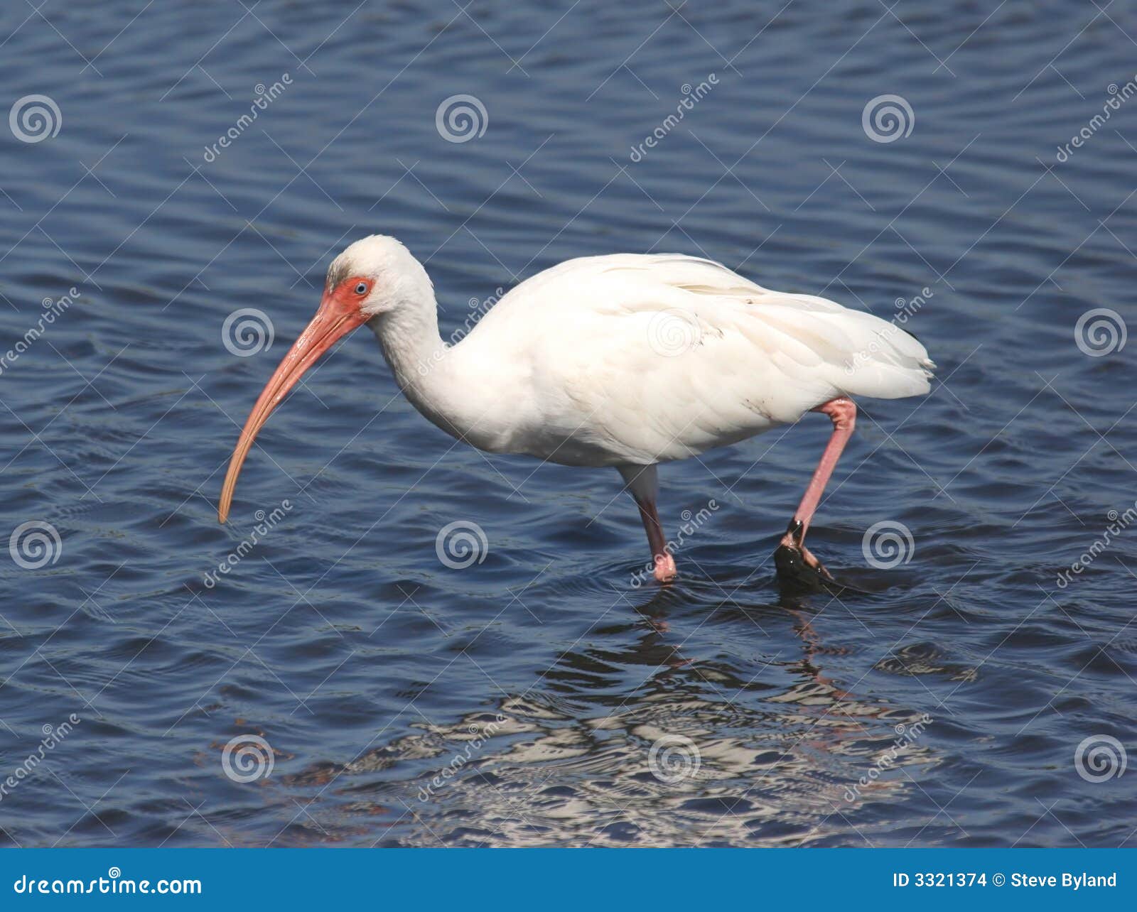 Witte Ibis stock foto. Image of everglades, egretten, vleugel - 3321374