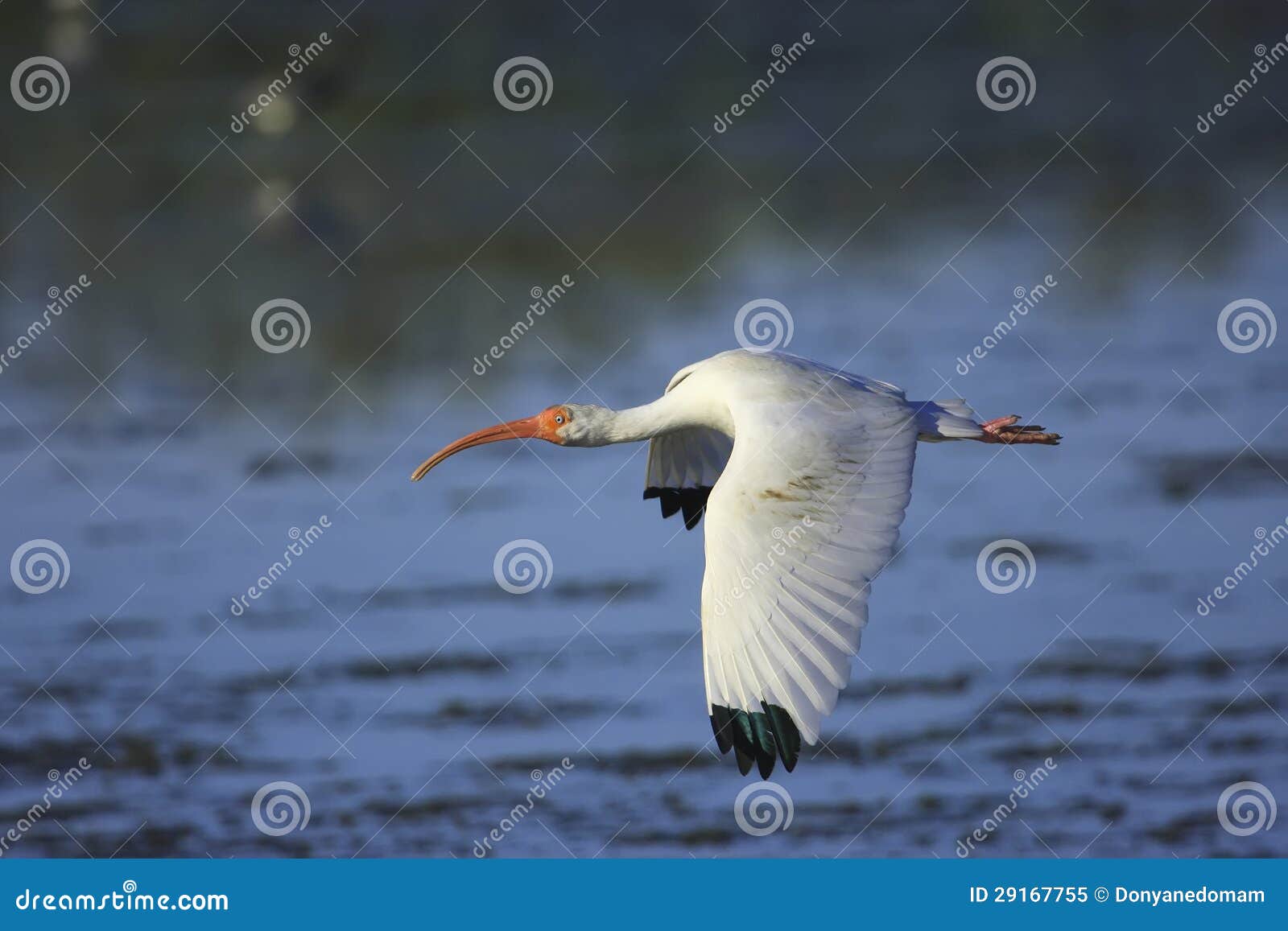 Witte Ibis (albus Eudocimus) Stock Afbeelding - Image of vliegen, ibis ...