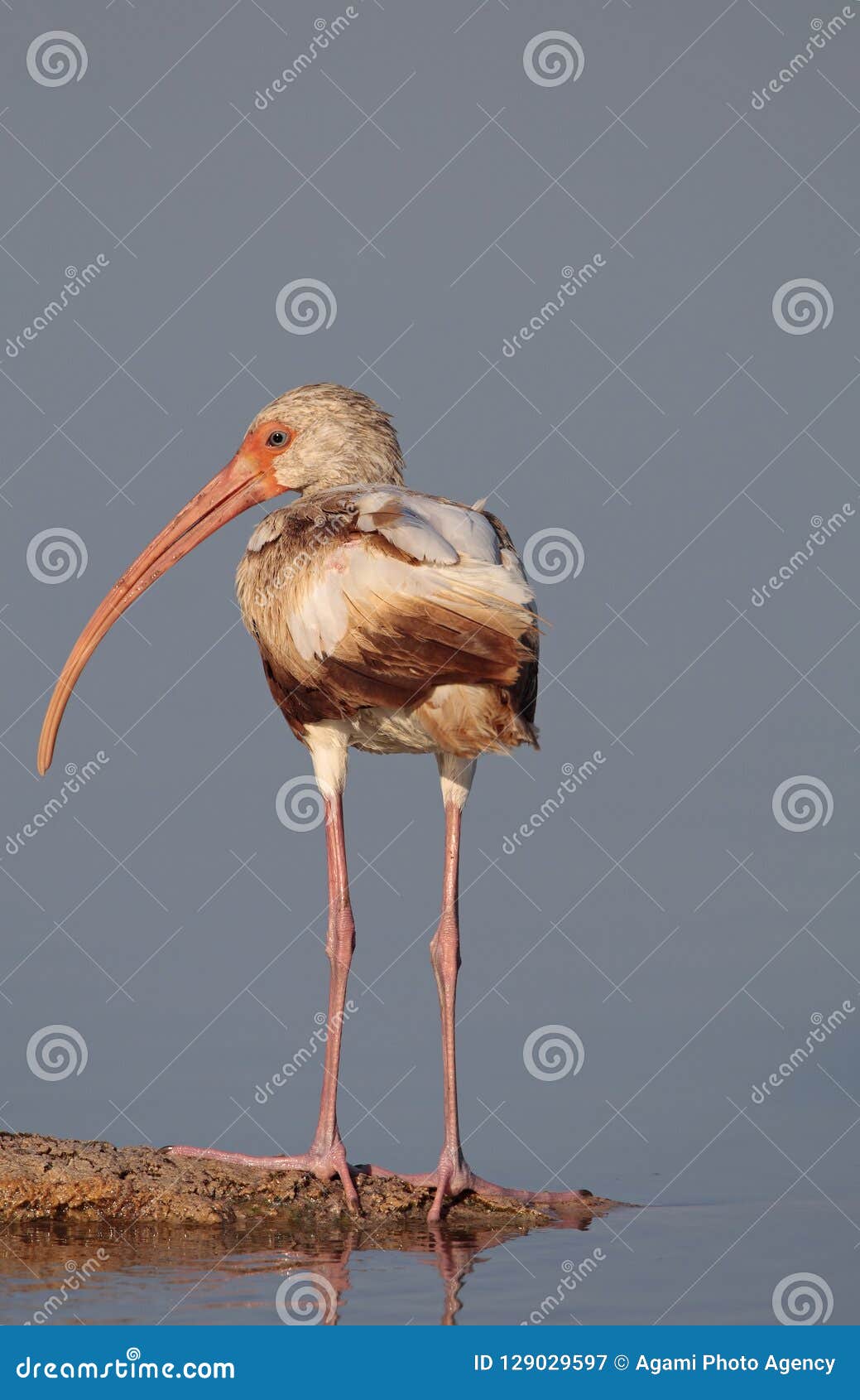 Witte Ibis, Ibis Blanco, Albus De Eudocimus Imagen de archivo - Imagen ...