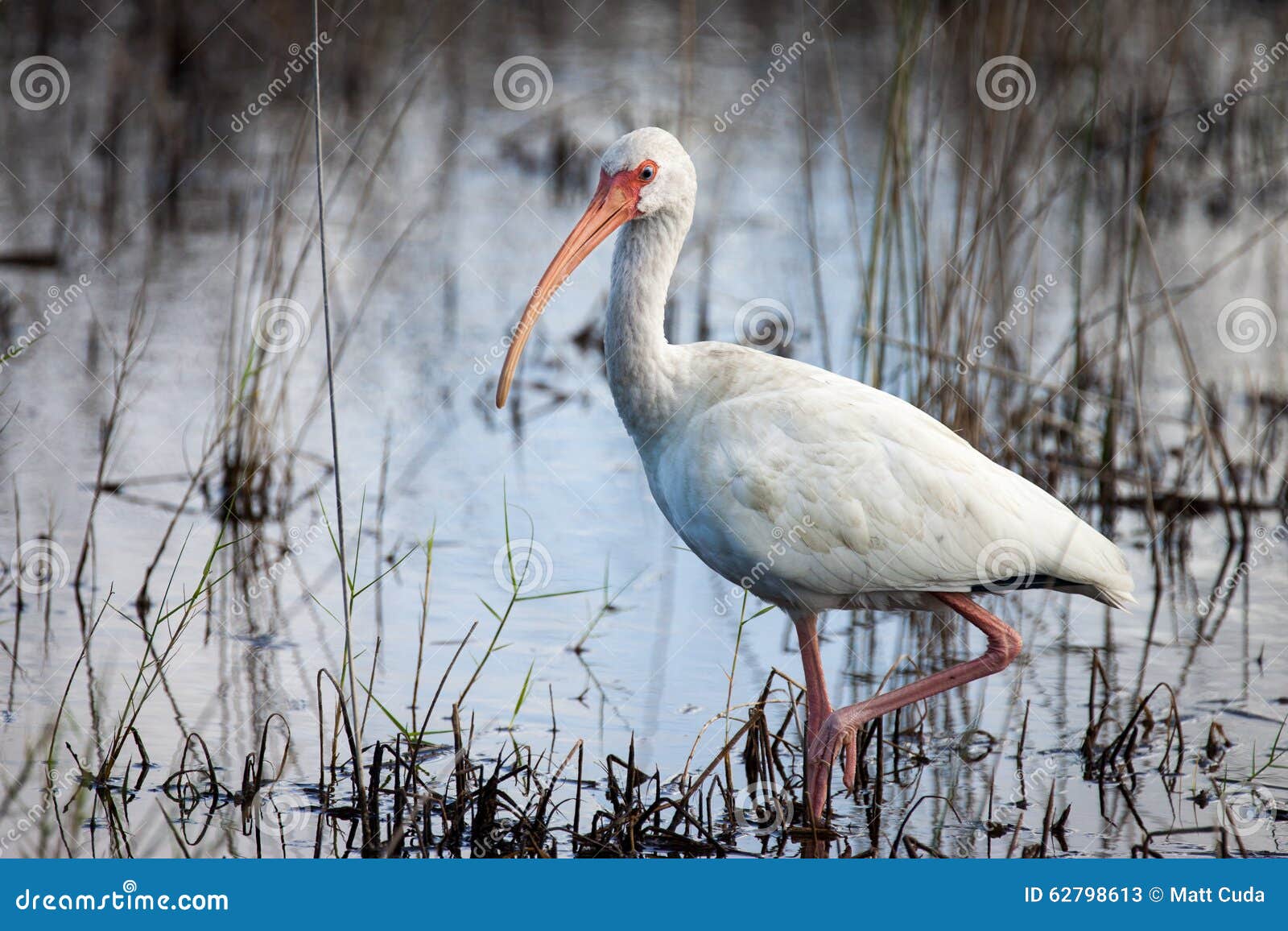 Witte Ibis Die Het Moeras Jagen Stock Afbeelding - Image of amerika ...