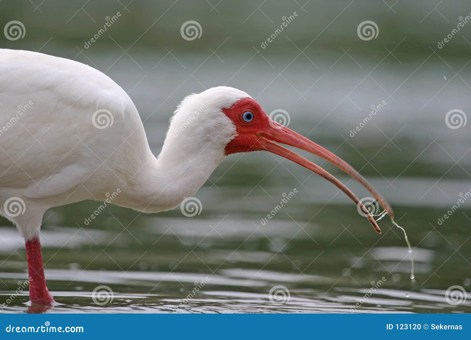 Witte Ibis Met Water in Bek Stock Foto - Image of neiging, vogel: 123120