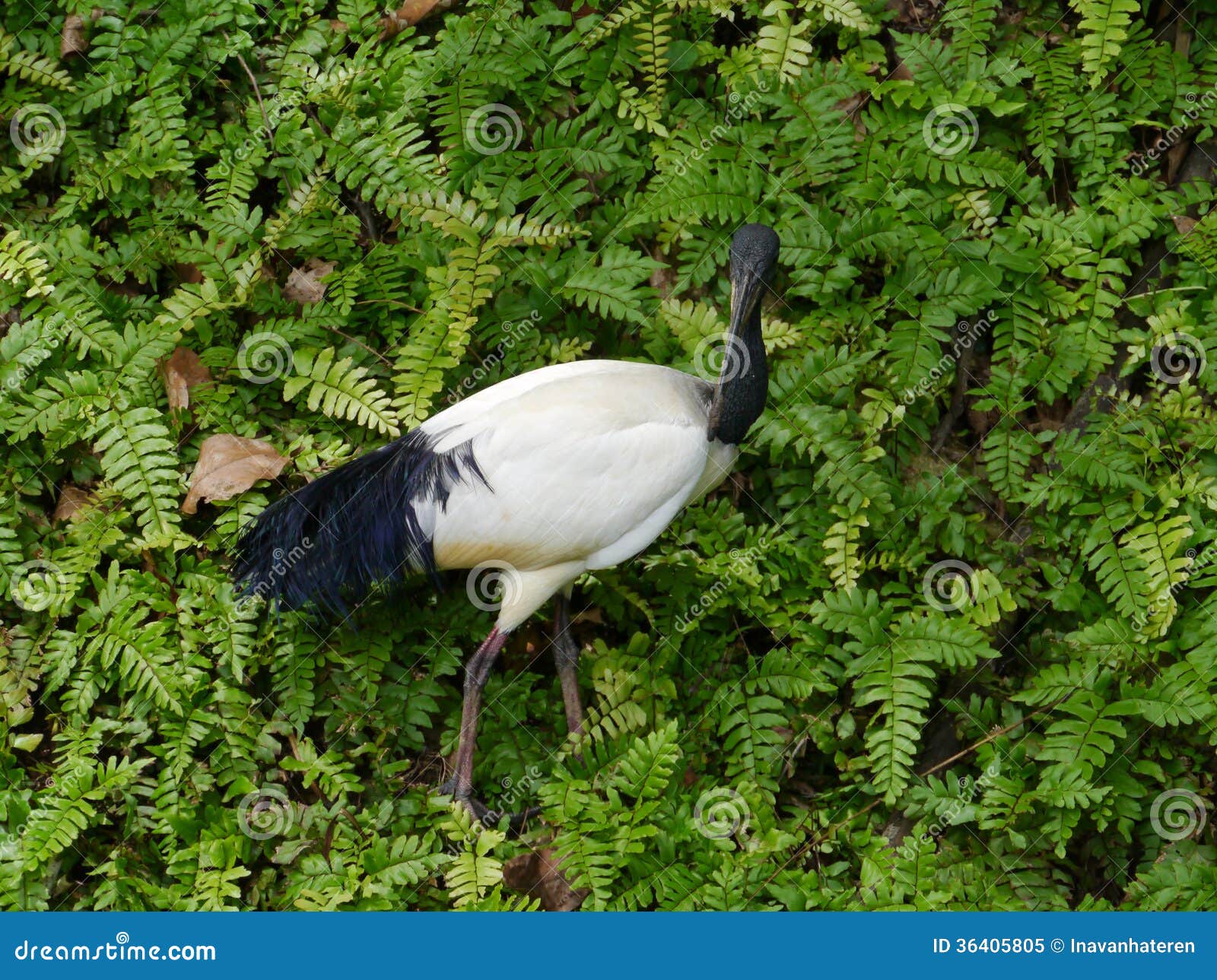 Witte Ibis Tussen Groene Varens Stock Afbeelding - Image of kust, groen ...