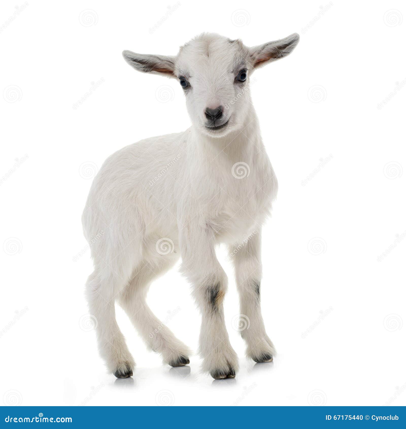 Witte Jonge Geit stock foto. Image of miniatuur, landbouwbedrijf - 67175440