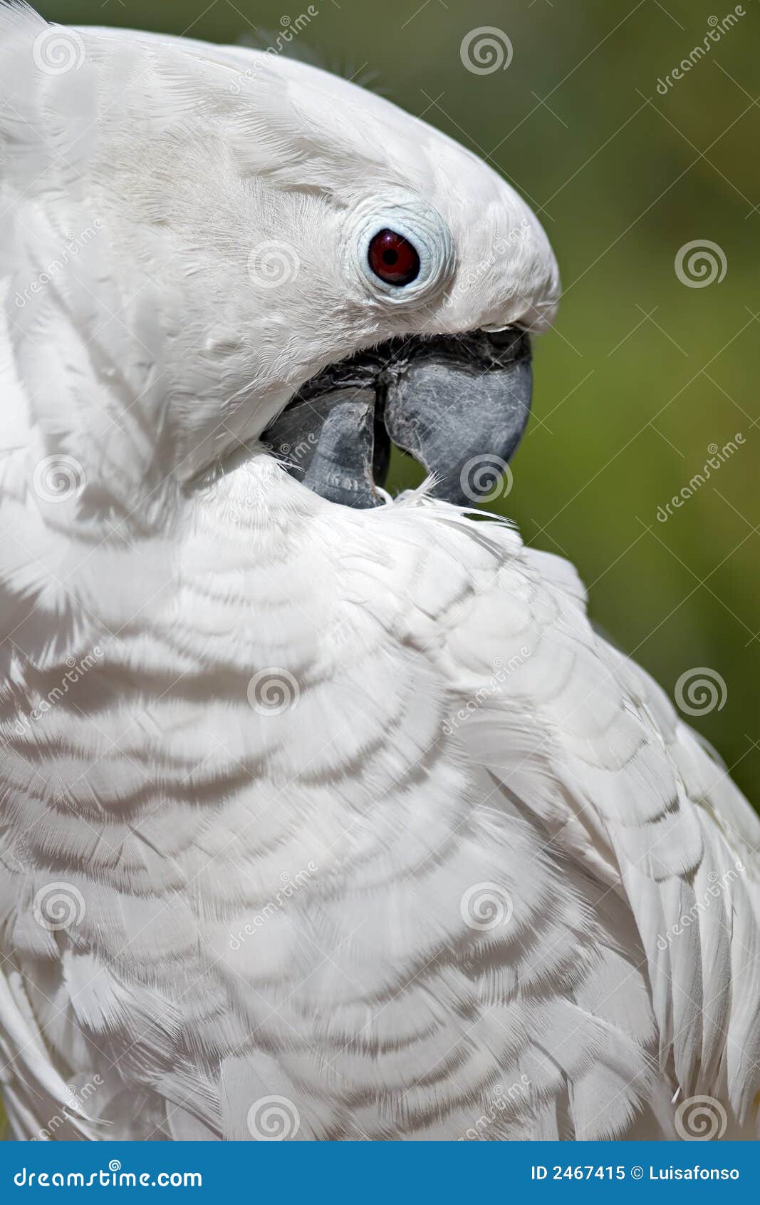 Witte Kaketoe stock afbeelding. Image of klauw, tropisch - 2467415