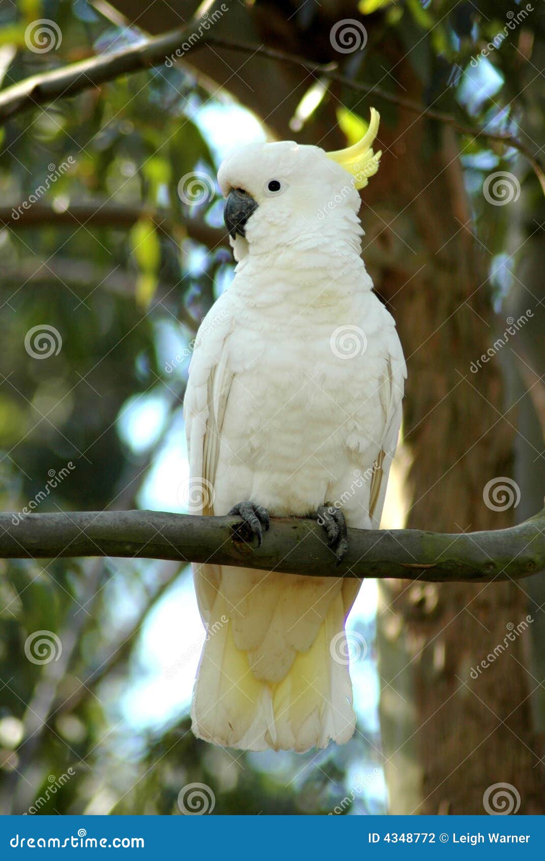 Witte Kaketoe stock foto. Image of australisch, bladeren - 4348772