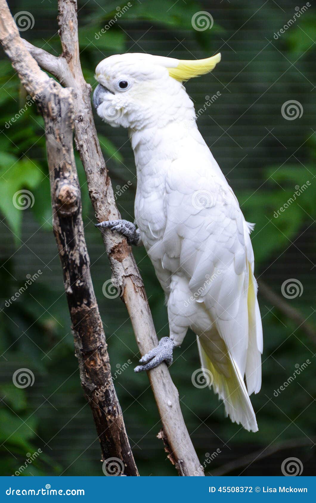 Witte Kaketoe in boom stock foto. Image of exotisch, dierentuin - 45508372