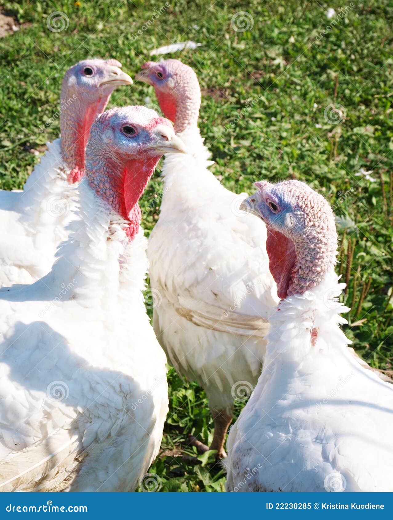 Witte kalkoenen stock afbeelding. Image of dier, traditioneel - 22230285
