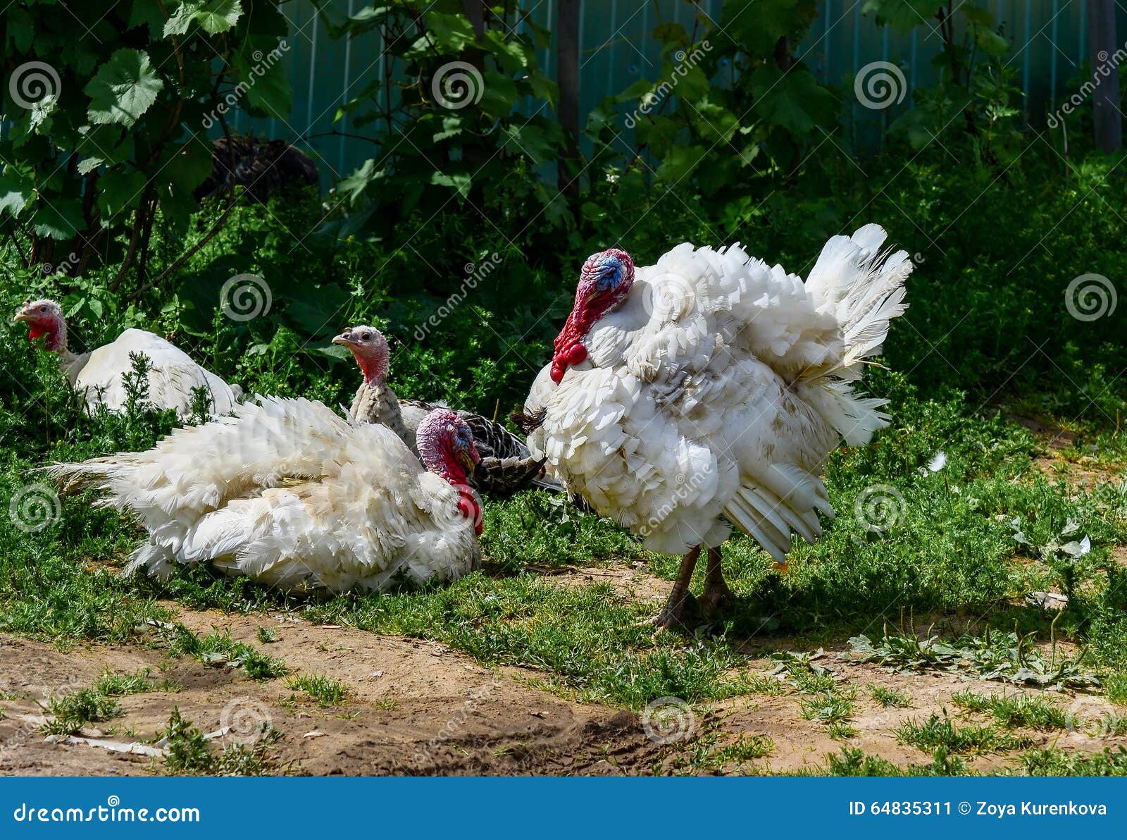 Witte kalkoenen stock afbeelding. Image of kalkoenen - 64835311