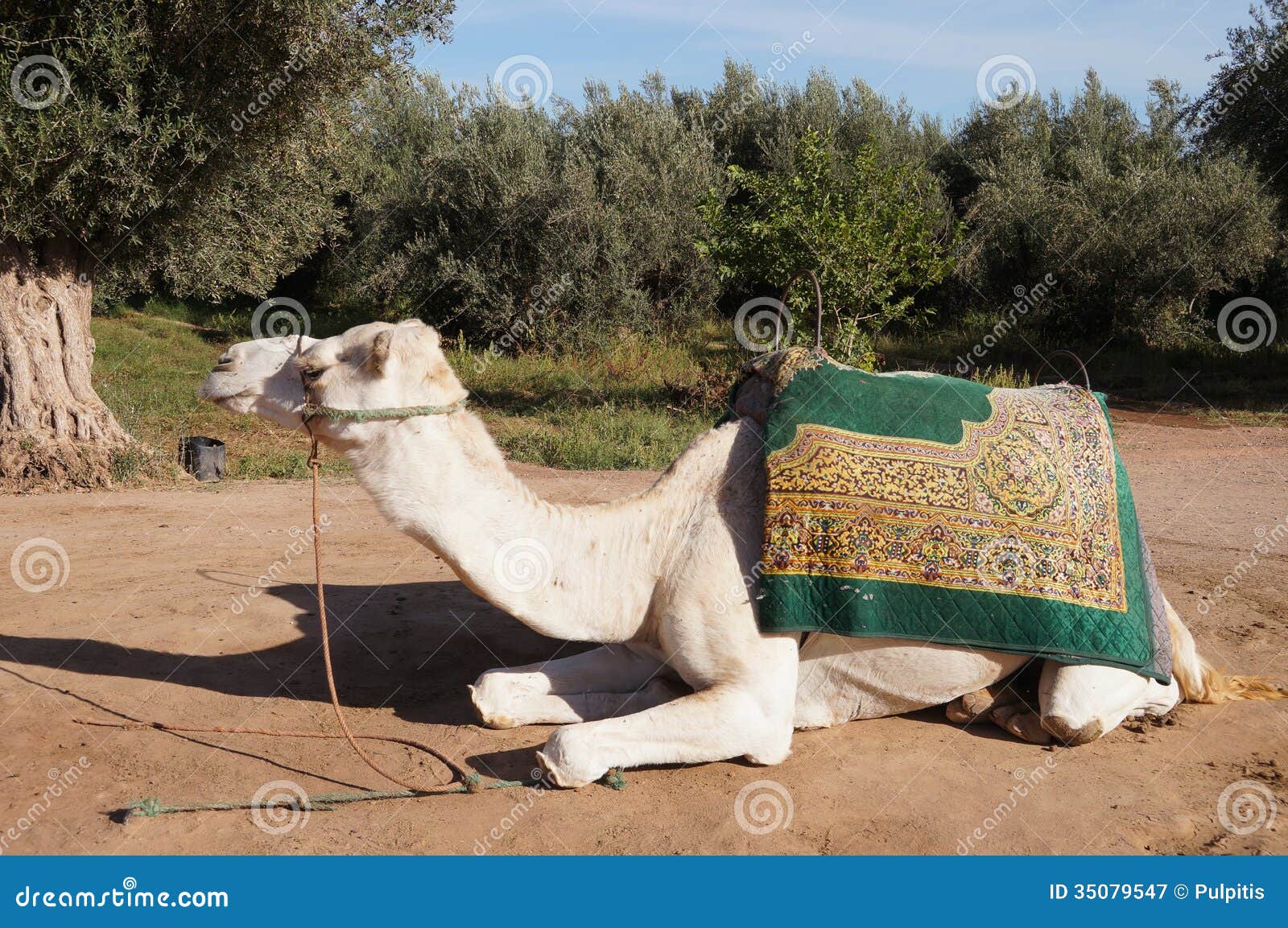 Witte Kameel Die in Marrakech, Marokko Rusten Stock Afbeelding - Image ...